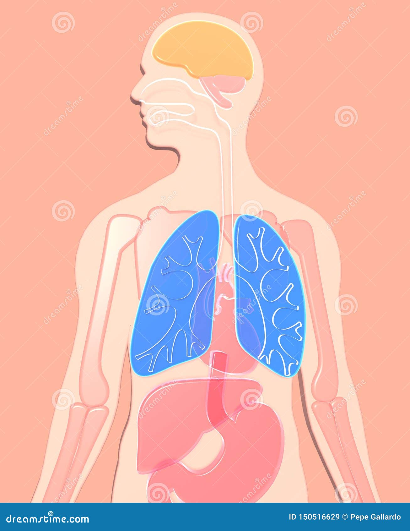 3D Illustration Human Anatomy Made of Semitransparent Plastic ...