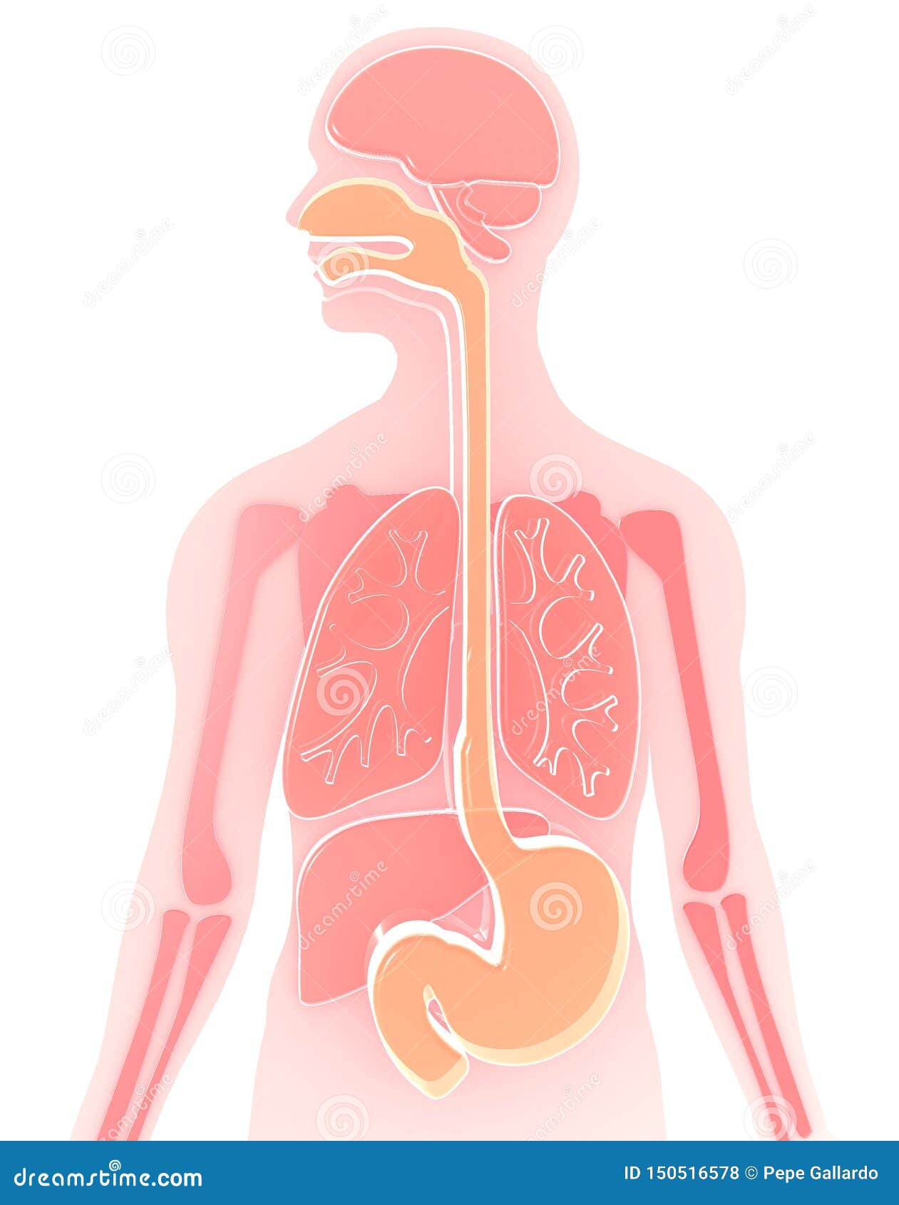 The Esophagus Human Anatomy Picture Function