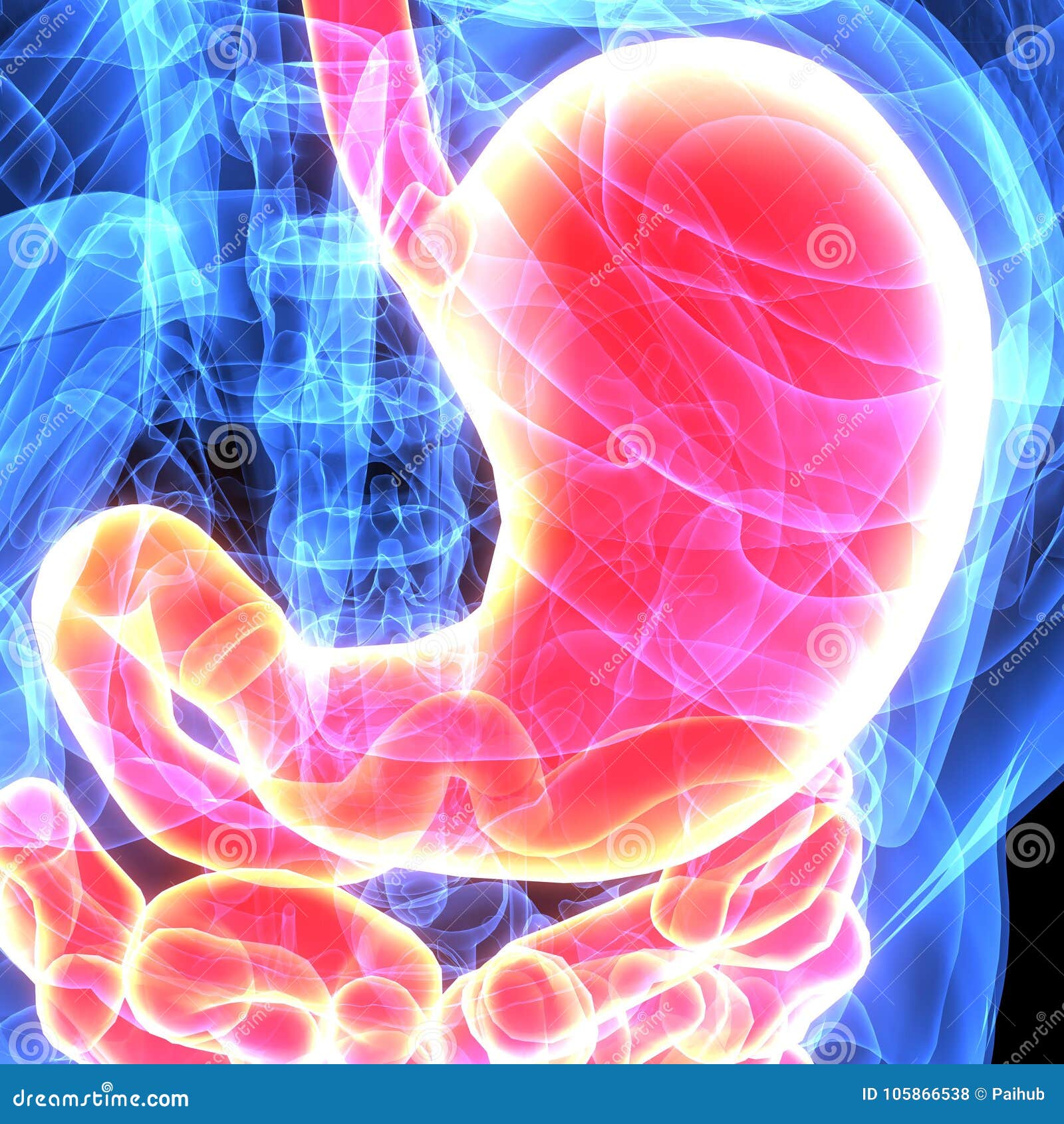 3d Illustration of Human Body Digestive System Stock Illustration ...