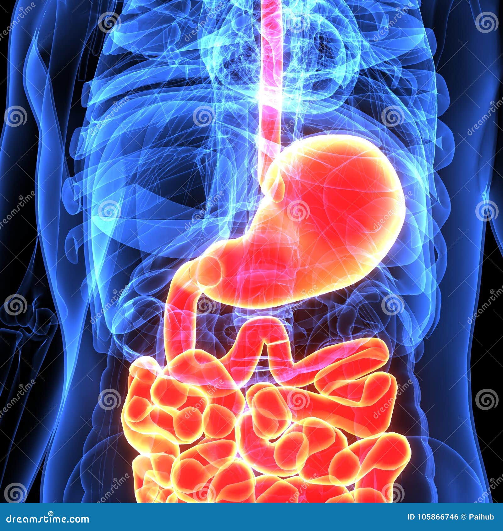 3d Illustration of Human Body Digestive System Stock Illustration ...