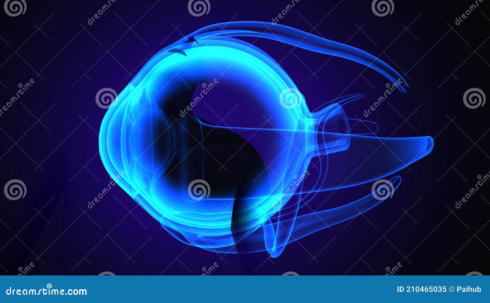 3d Illustration of Human Body Eye Intersection Anatomy Stock ...