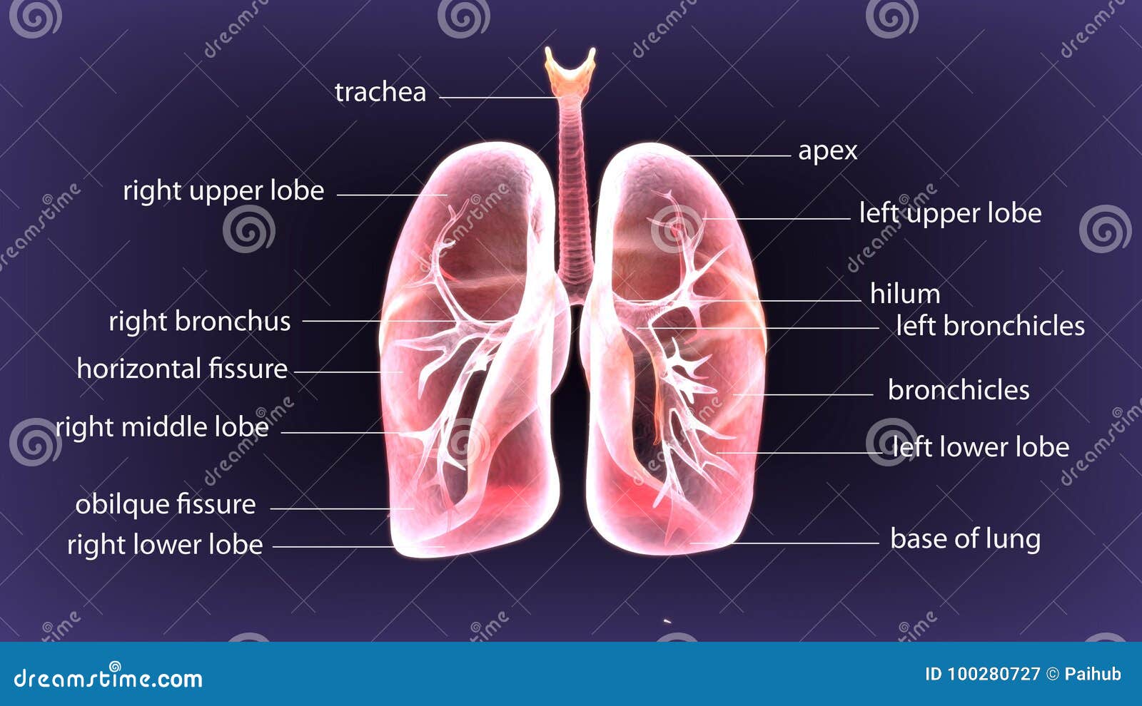 3d Illustration Of Human Body Lungs Anatomy Stock Illustration Illustration Of Primary