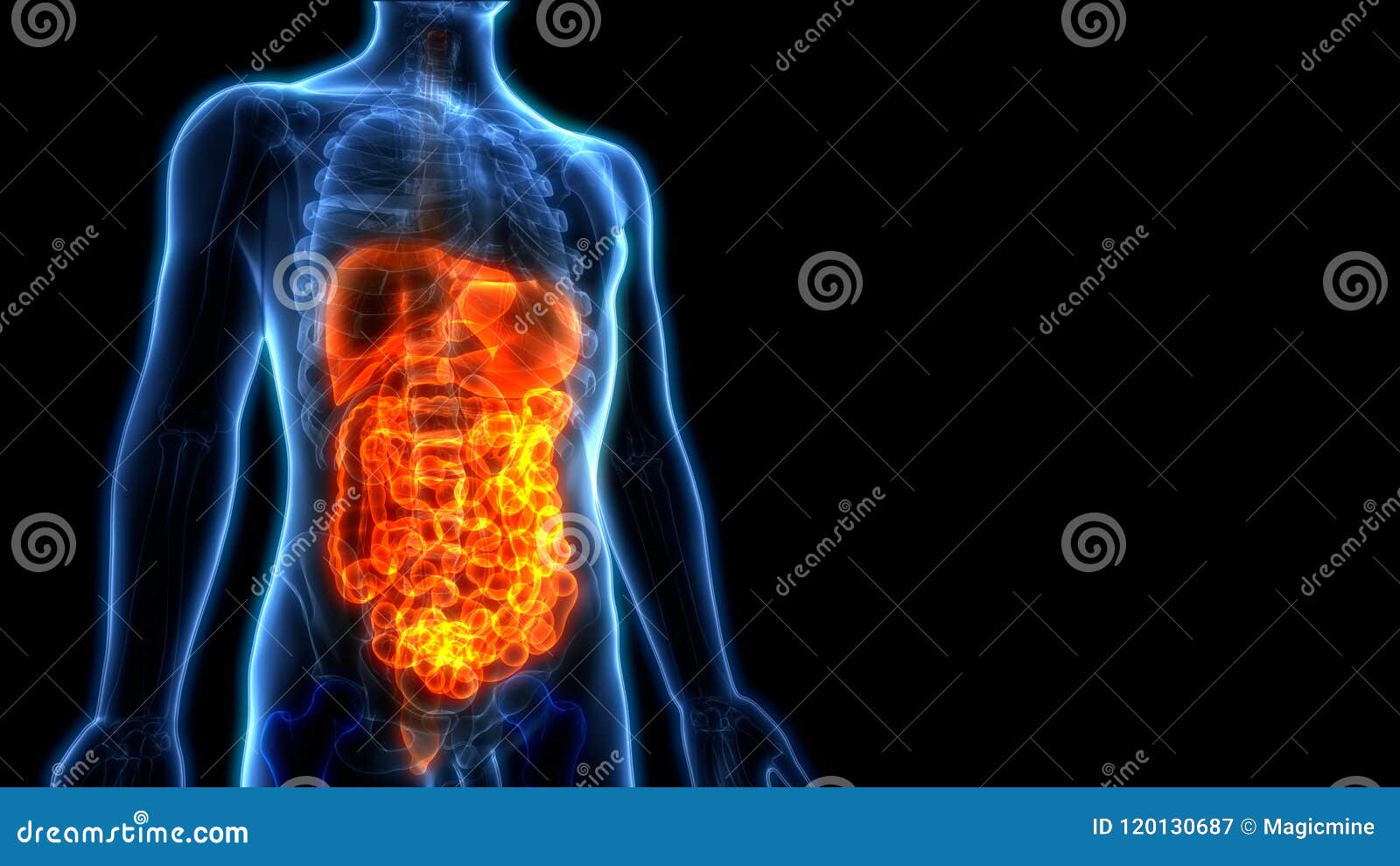 Human Body Organs Digestive System Anatomy Stock Illustration ...