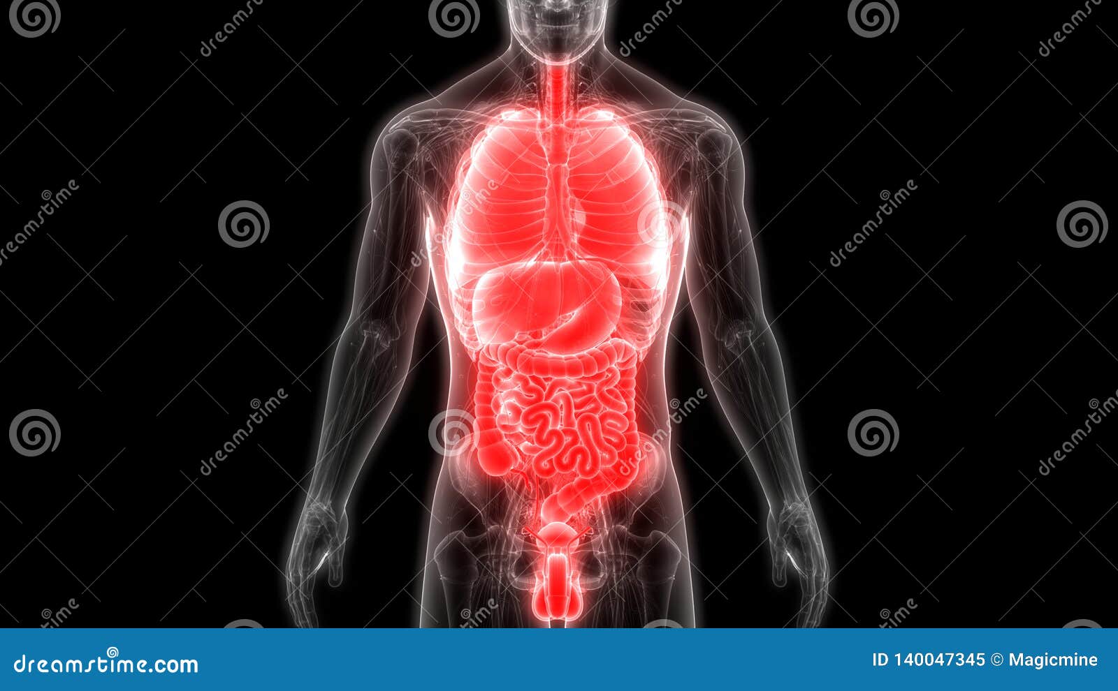 Human Body Organs Digestive System Anatomy Stock Illustration ...