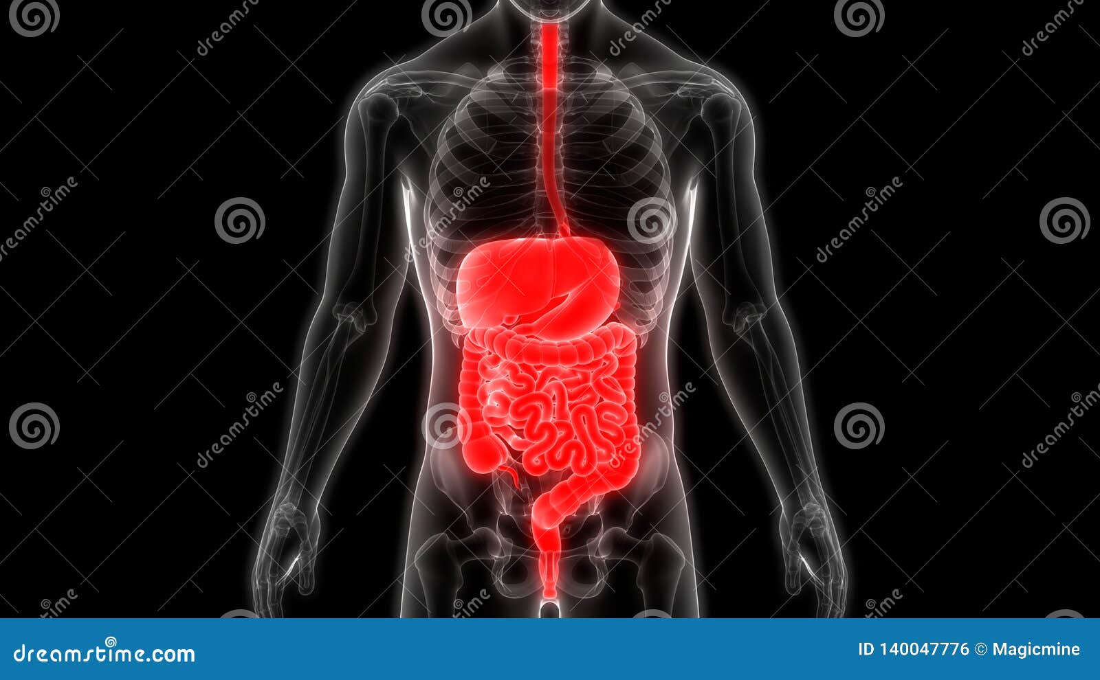 Human Body Organs Digestive System Anatomy Stock Illustration ...