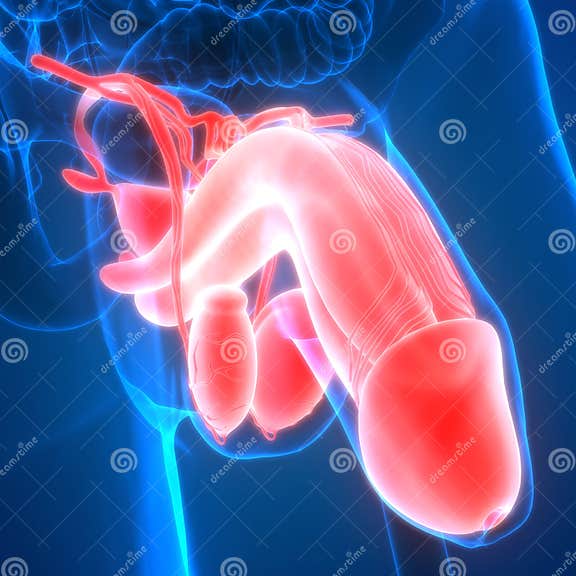 Male Reproductive System Corpus Cavernosum Of Penis Glans Penis Anatomy Stock Illustration