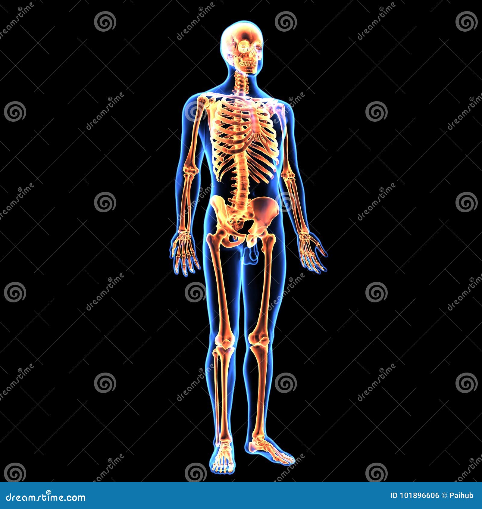 3d Illustration of Human Body Skeleton Skull, Hand Bone Anatomy System ...
