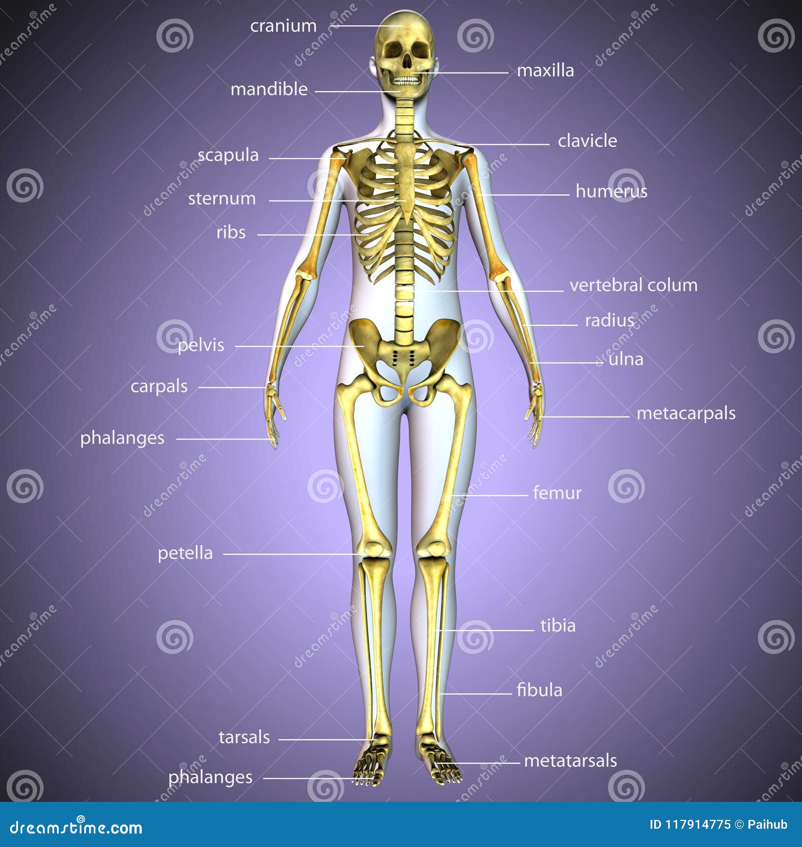 3d Illustration of Human Body Skeleton Anatomy Stock Illustration ...
