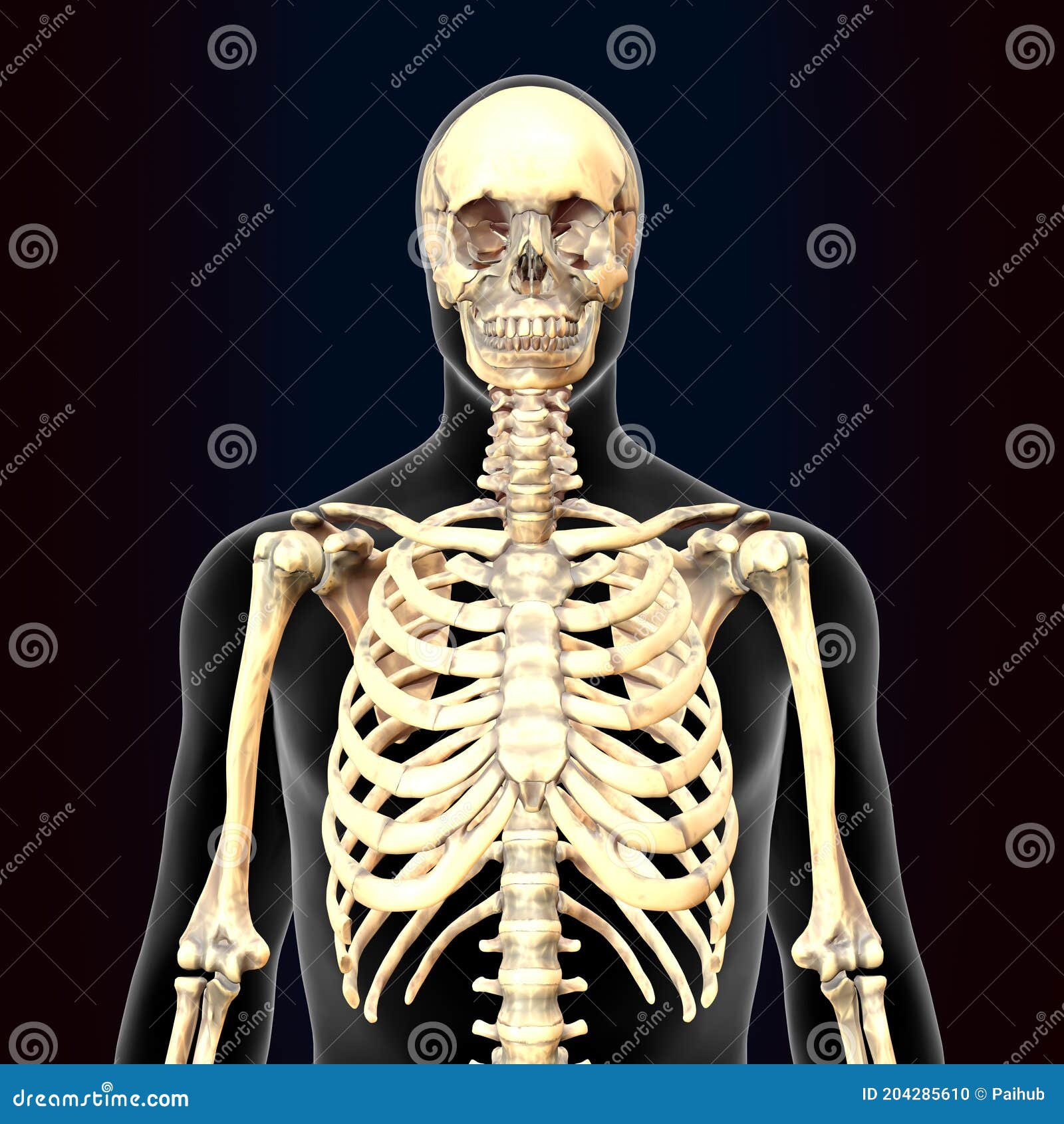 3d Illustration of Human Body Skeleton Anatomy. Stock Illustration ...