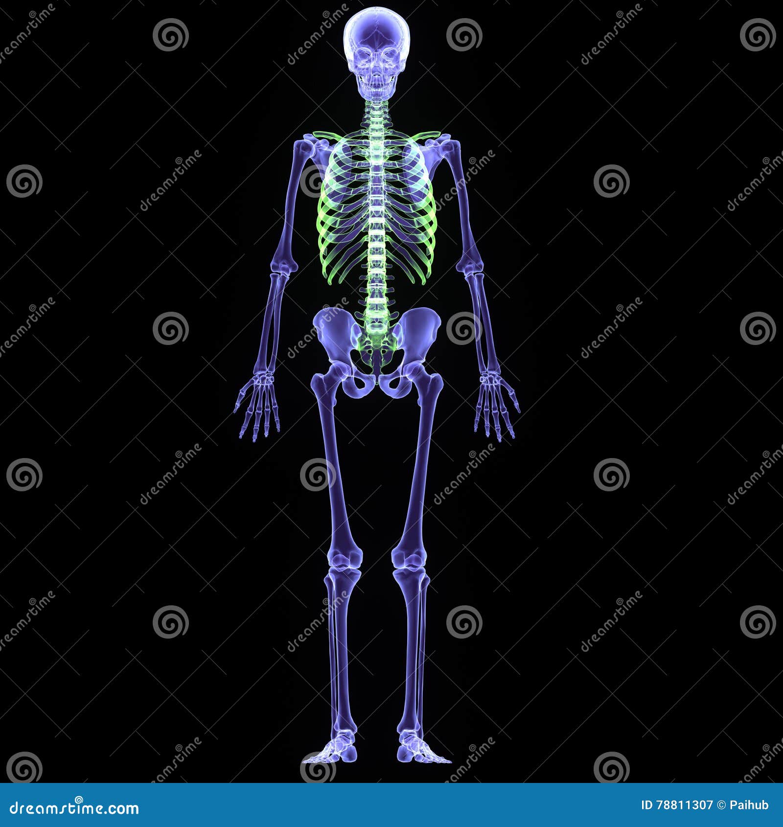 3d Illustration Human Body Skeleton Stock Illustration - Illustration ...