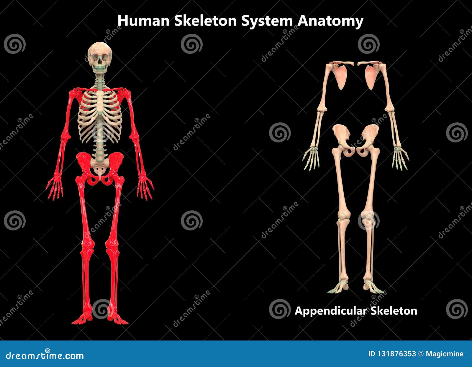Human Body Skeleton System Appendicular Skeleton Anatomy Stock ...