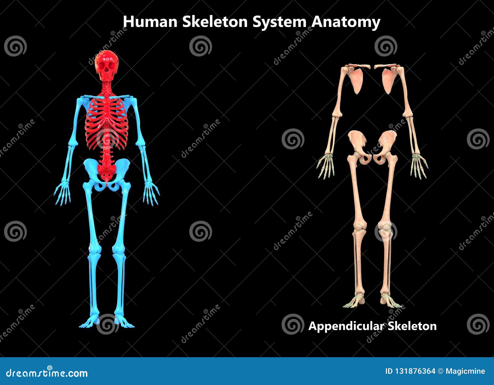 Human Body Skeleton System Appendicular Skeleton Anatomy Stock ...