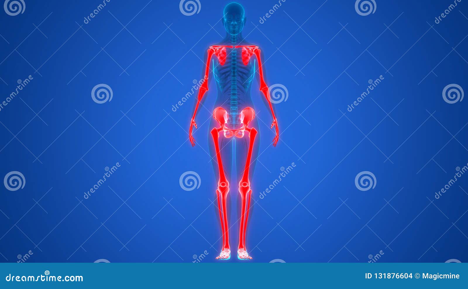 Human Body Skeleton System Appendicular Skeleton Anatomy Stock ...
