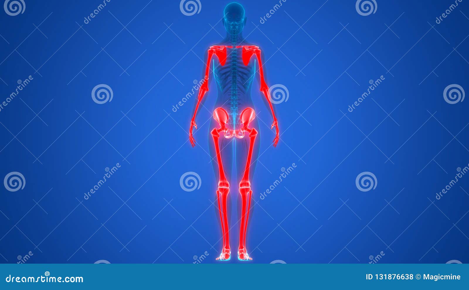 Human Body Skeleton System Appendicular Skeleton Anatomy Stock ...