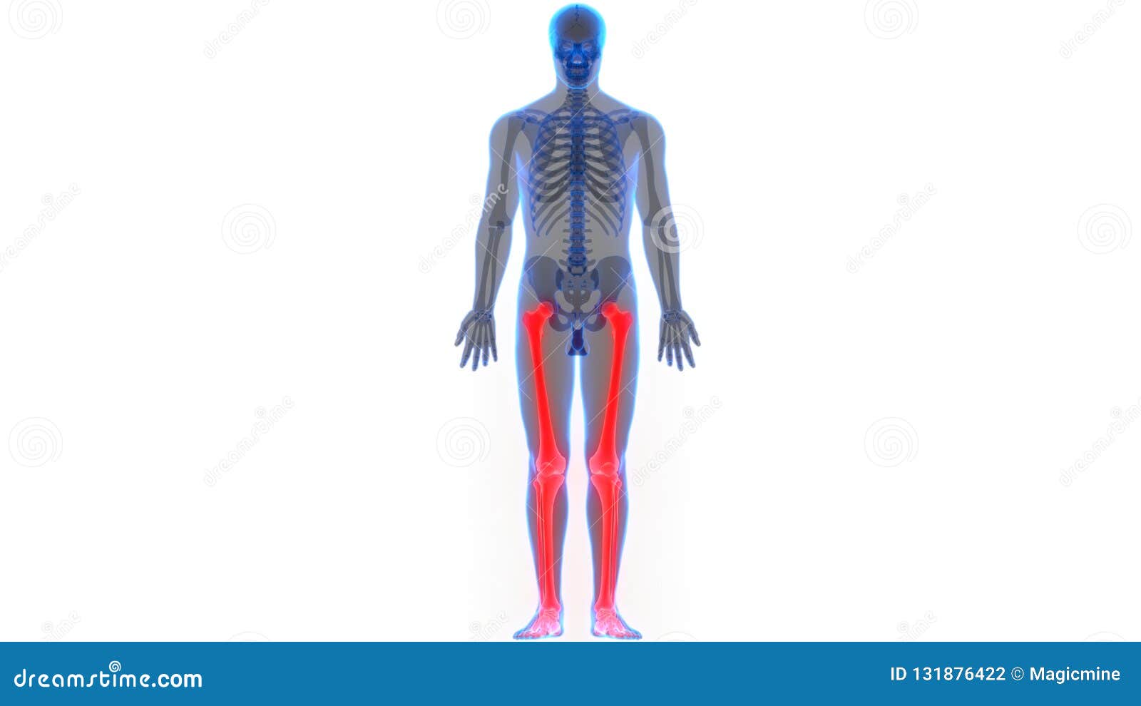 Human Body Skeleton System Leg Bone Joints Anatomy Stock Illustration ...