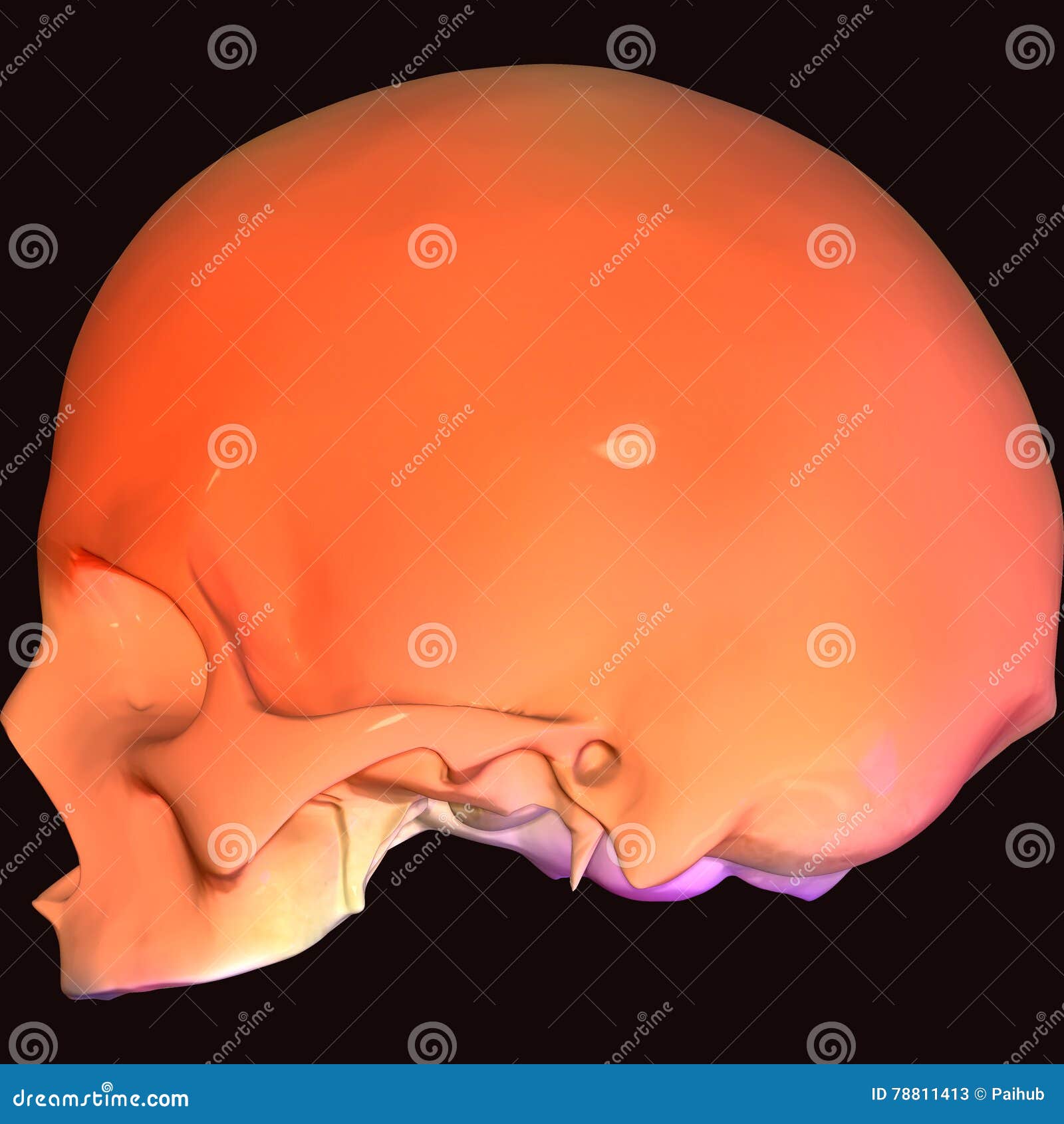3d Illustration Human Body Skull Stock Illustration - Illustration of ...