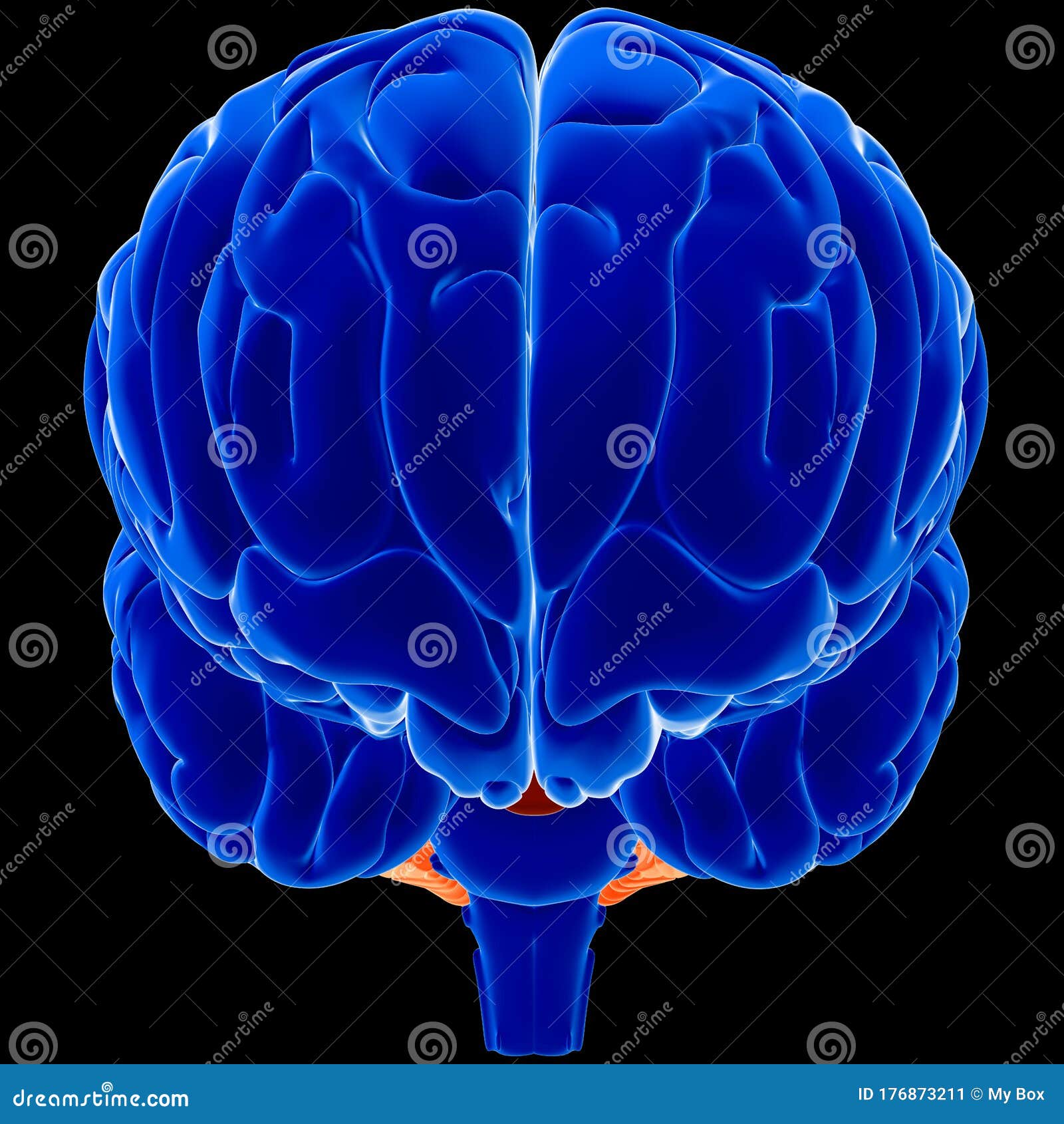 3d Illustration Human Brain Front Angle 3d Render Stock Illustration ...