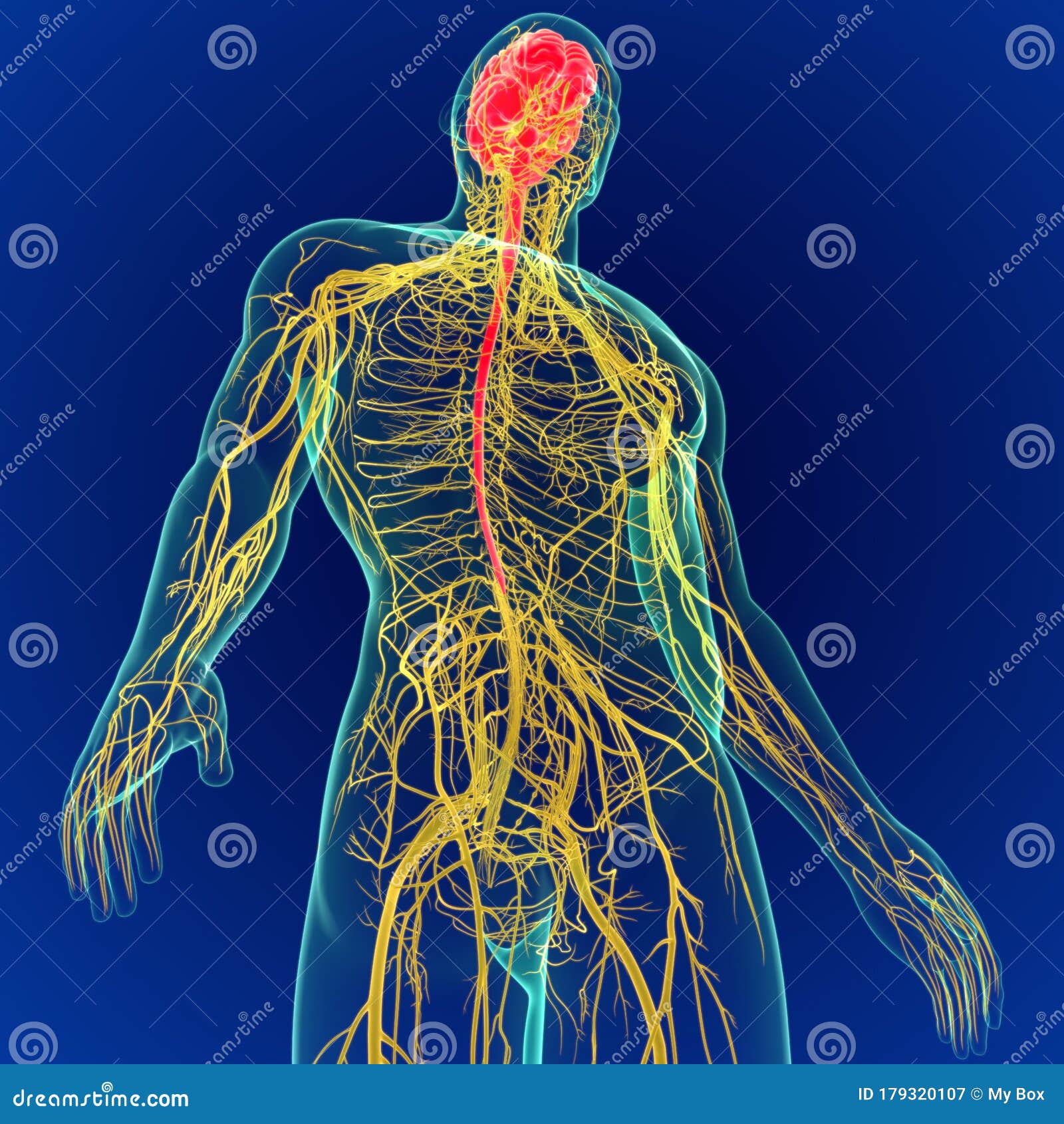 3D Illustration Human Brain with Nerves System Anatomy 3D Stock ...