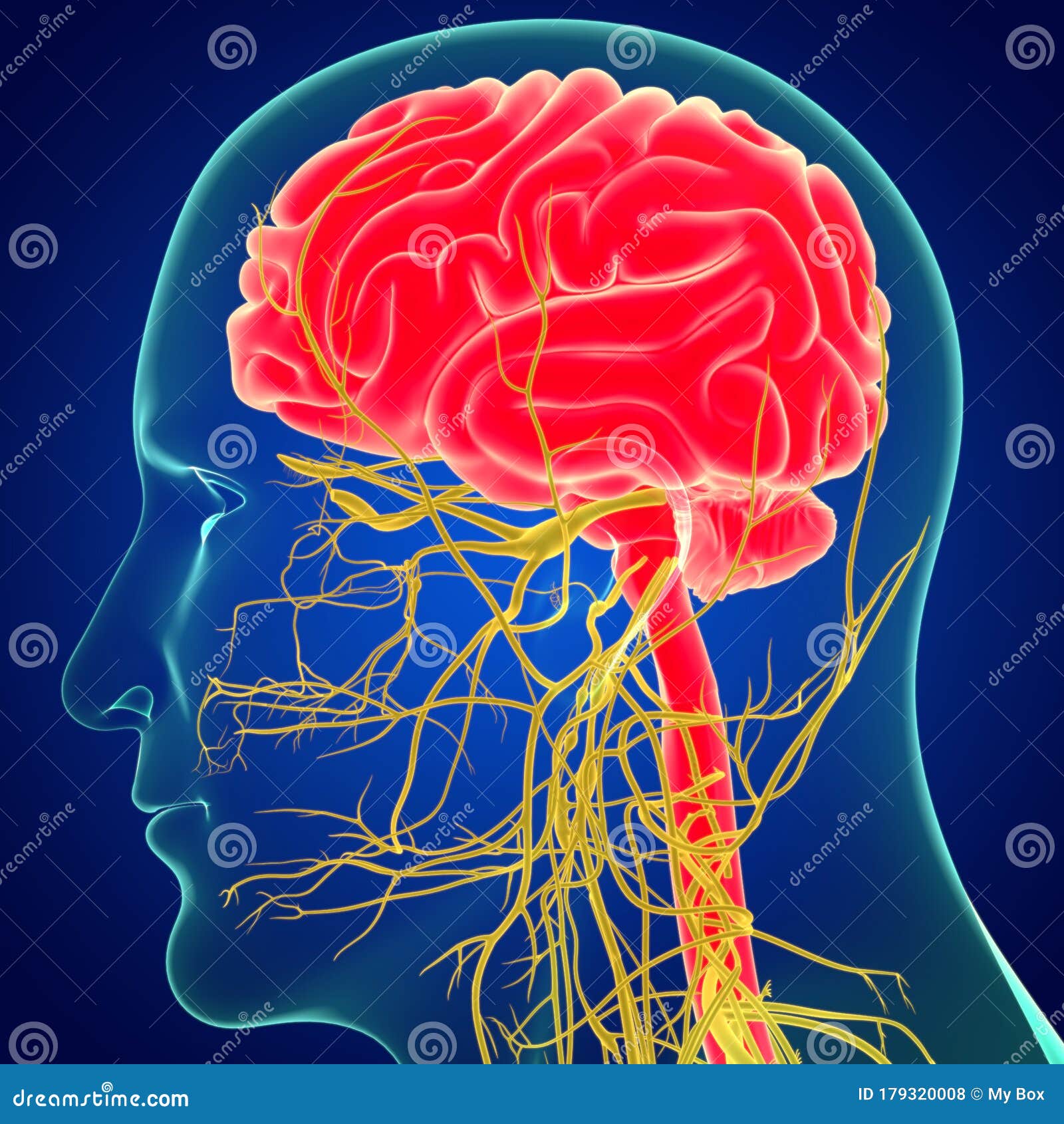 3D Illustration Human Brain with Nerves System Anatomy 3D Stock ...