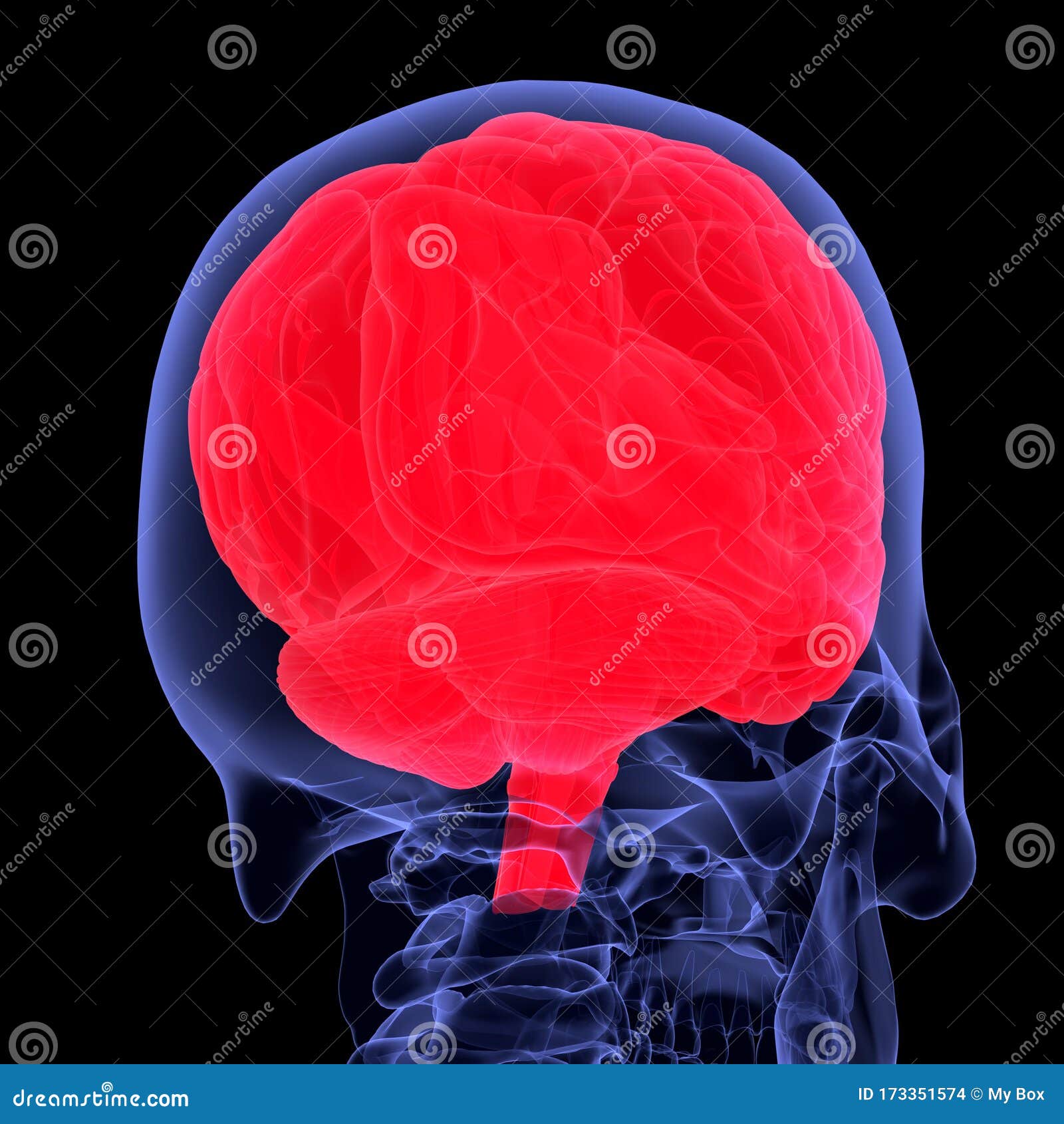 3d Illustration Human Brain and Skeleton 3D Render Stock Illustration ...