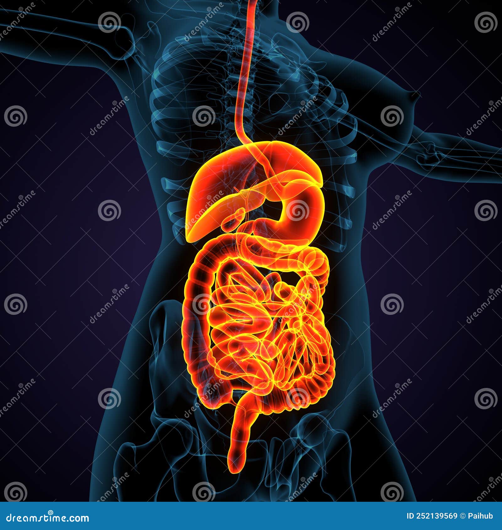 3d Illustration of Human Digenative System Anatomy Stock Illustration ...