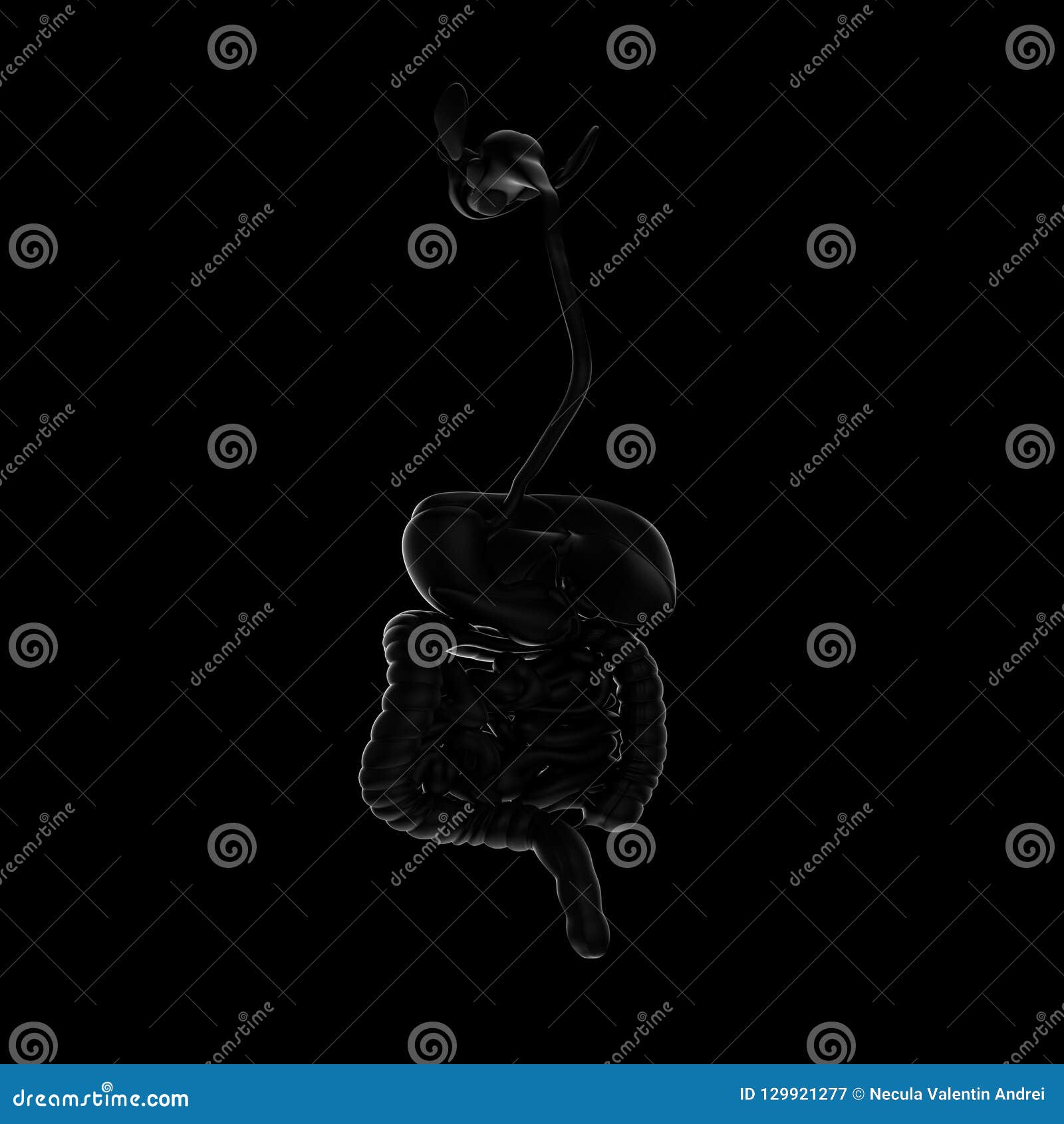 3D Illustration of Human Digestive System Black Background. Front View ...