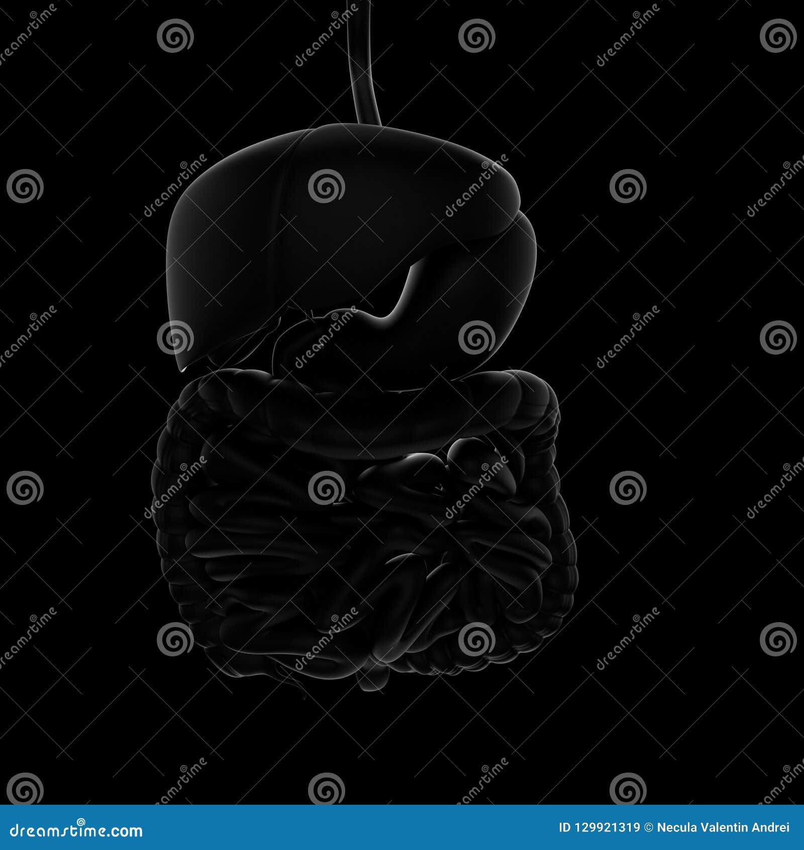 3D Illustration of Human Digestive System Black Background. Front View ...