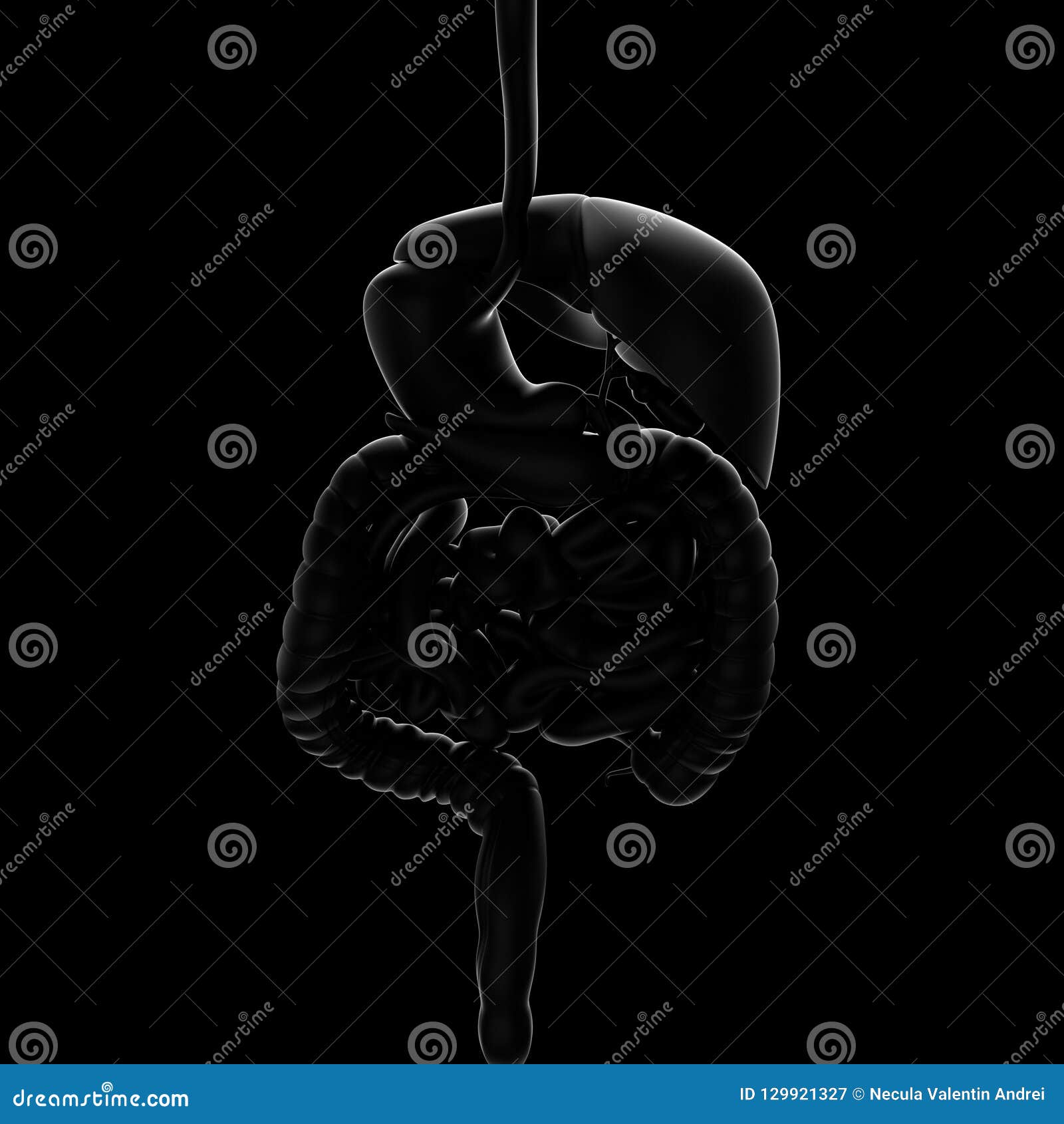 3D Illustration of Human Digestive System Black Background. Front View ...