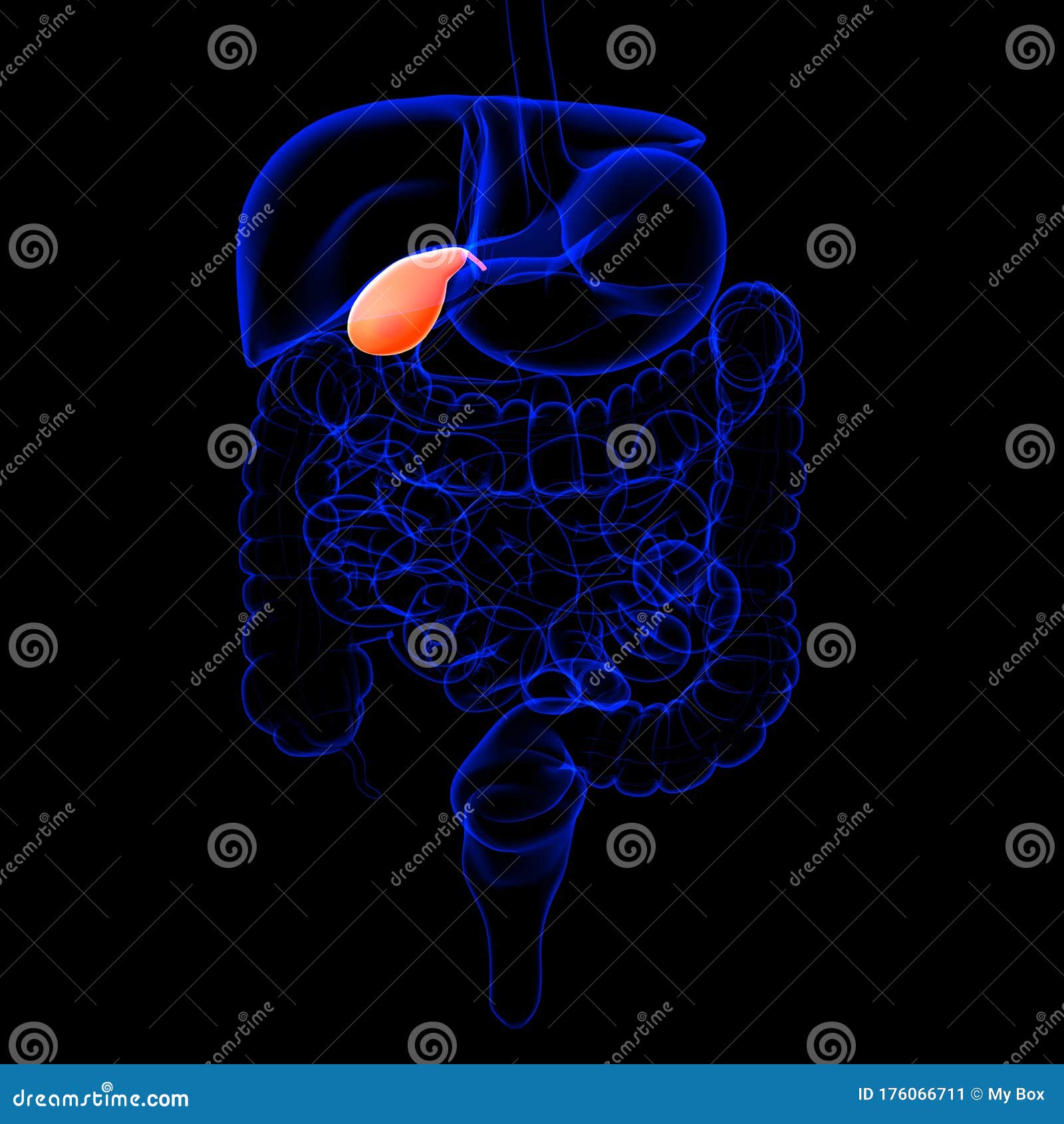 3d Illustration Human Digestive_Gall_Bladder 3D Render Stock ...