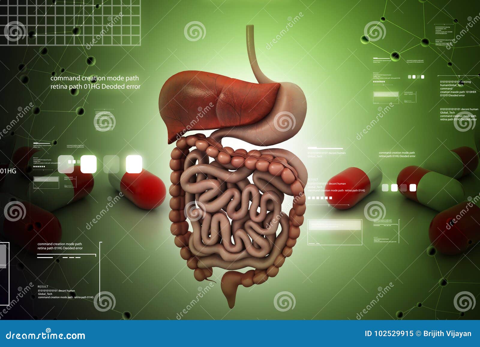 Human digestive system stock illustration. Illustration of liver ...
