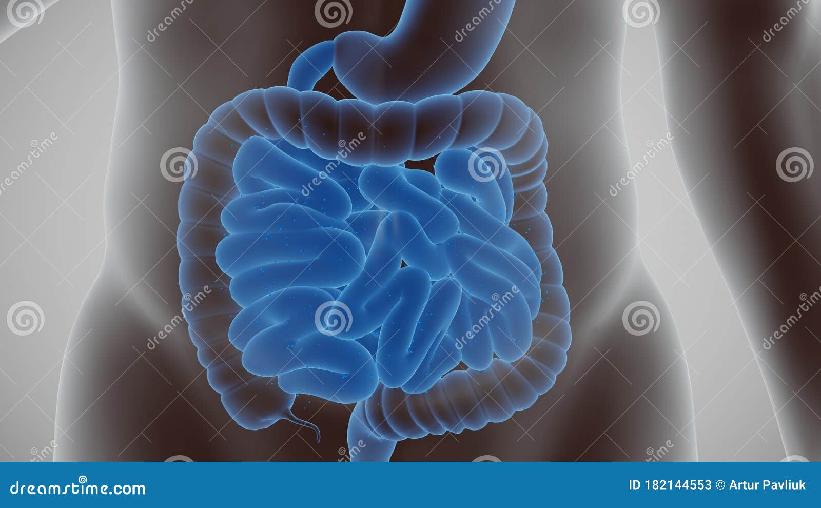 Stomach / Guts / Small Intestine - Male Anatomy Of Human Organs - X-ray ...