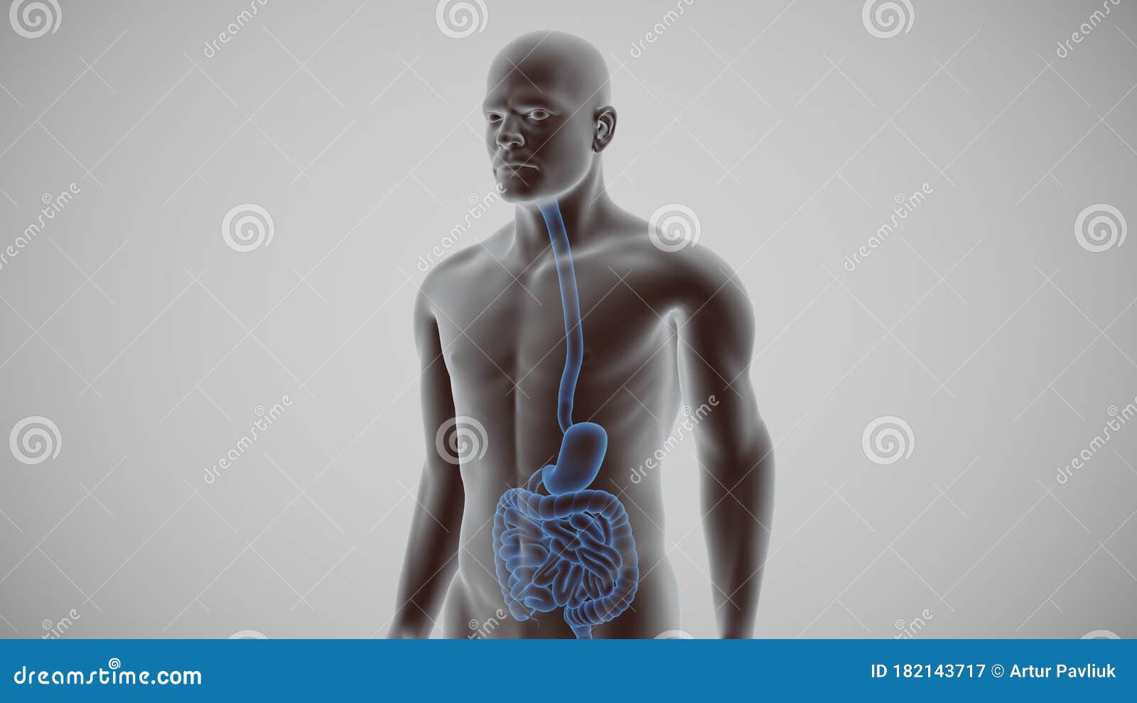 3d Render Guts With Microbiome In The Human Body. Intestines On The ...