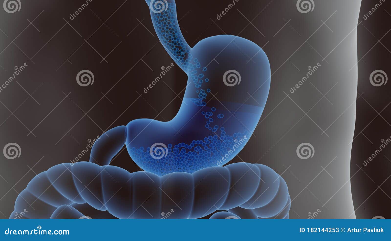 3d Render Guts With Microbiome In The Human Body. Intestines On The ...