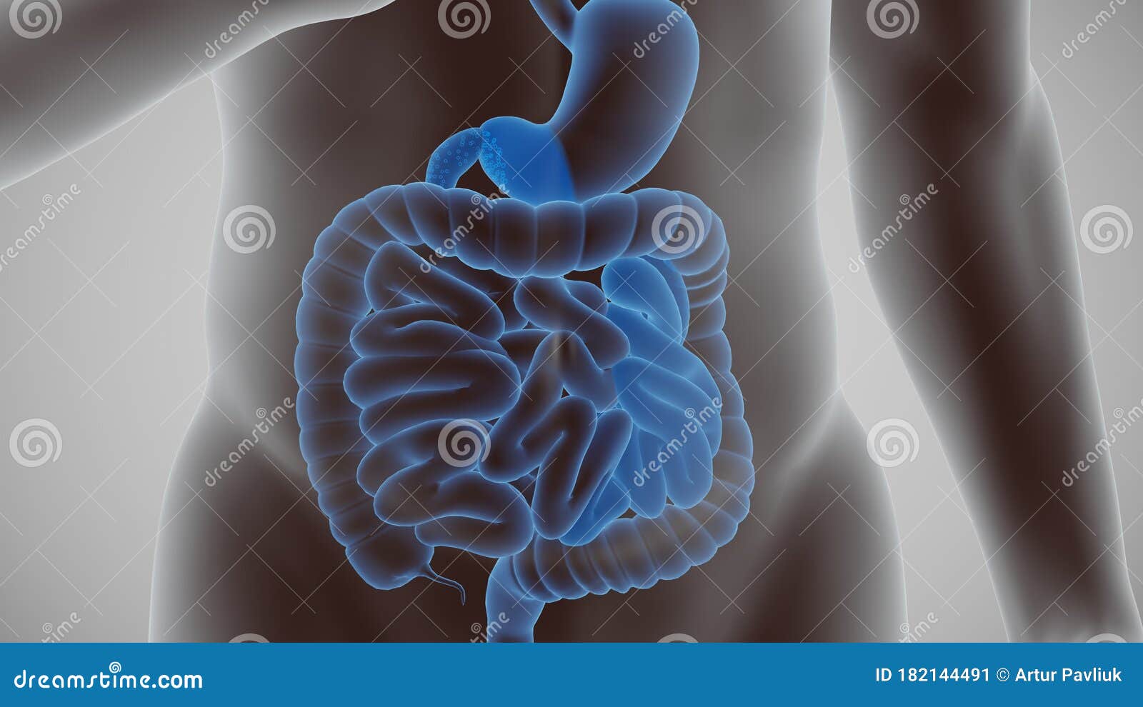 3d Render Guts With Microbiome In The Human Body. Intestines On The ...