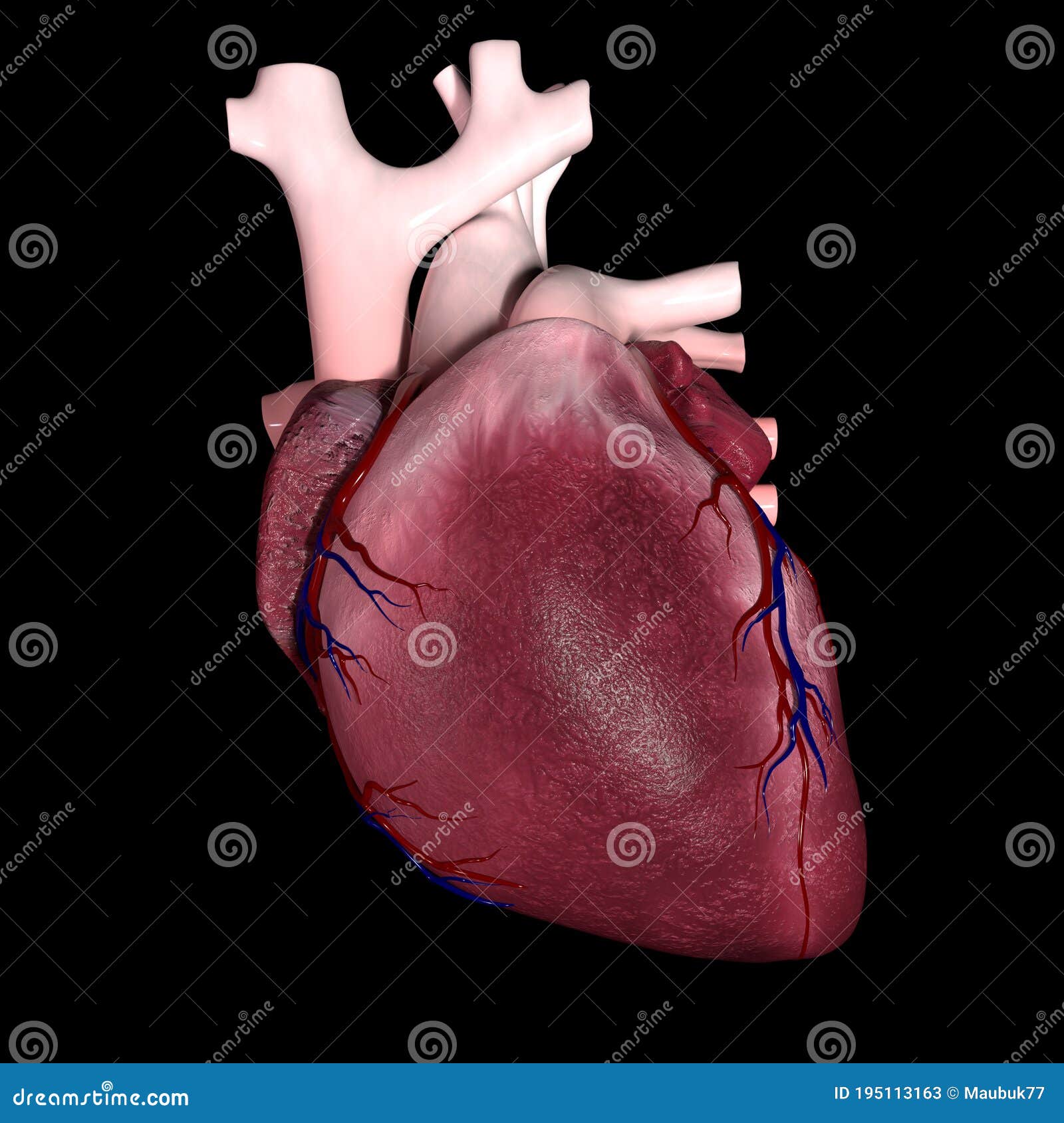 3d Front Illustration of the Human Heart Stock Illustration ...
