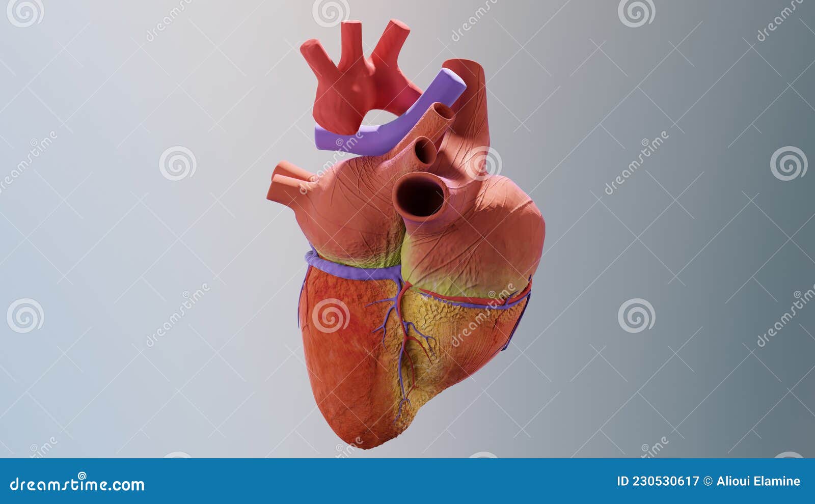 Anatomical Correct Male Skeleton Royalty-Free Stock Image ...