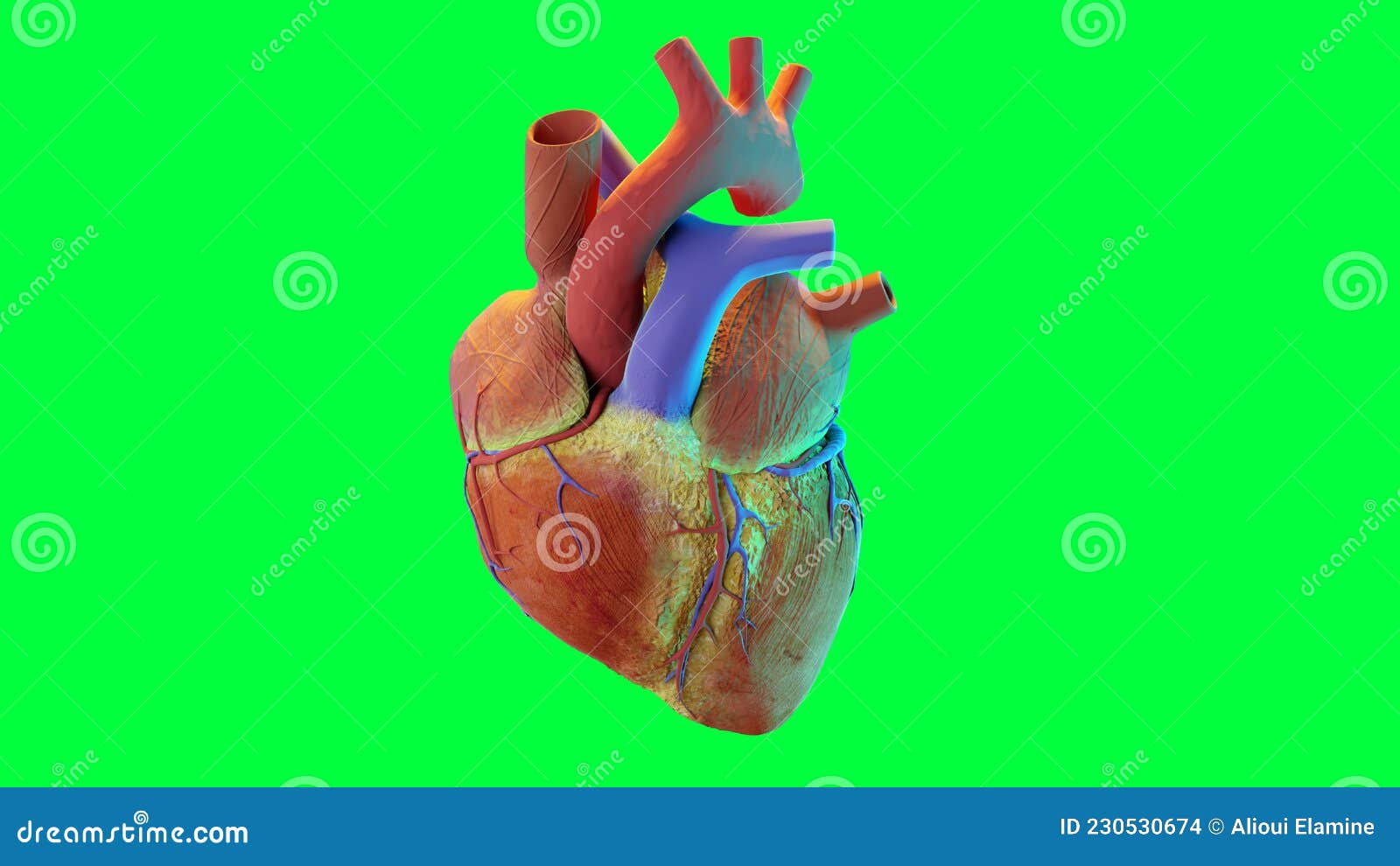 Anatomical Correct Male Skeleton Royalty-Free Stock Image ...