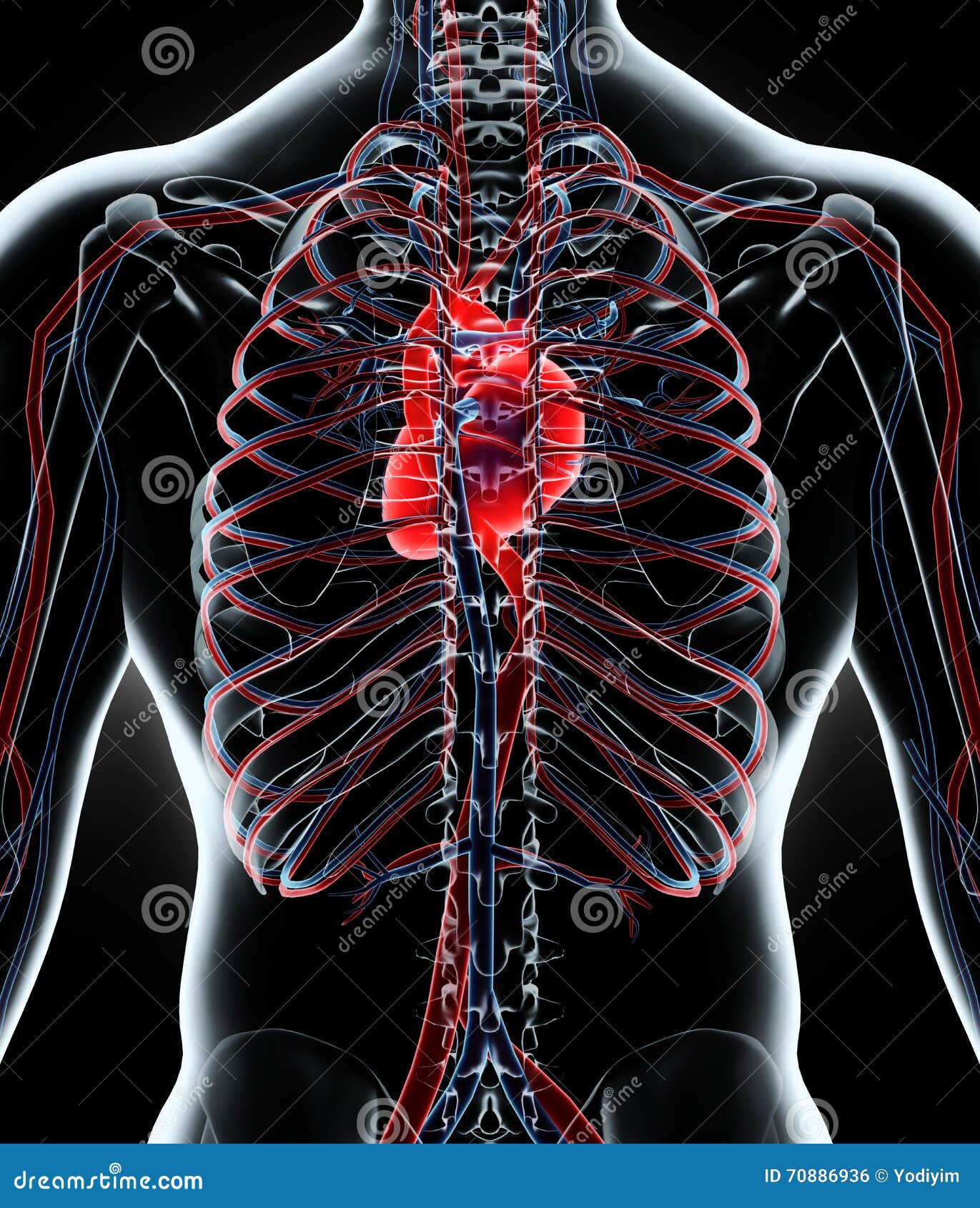 3D Illustration of Human Internal System - Circulatory System. Stock ...