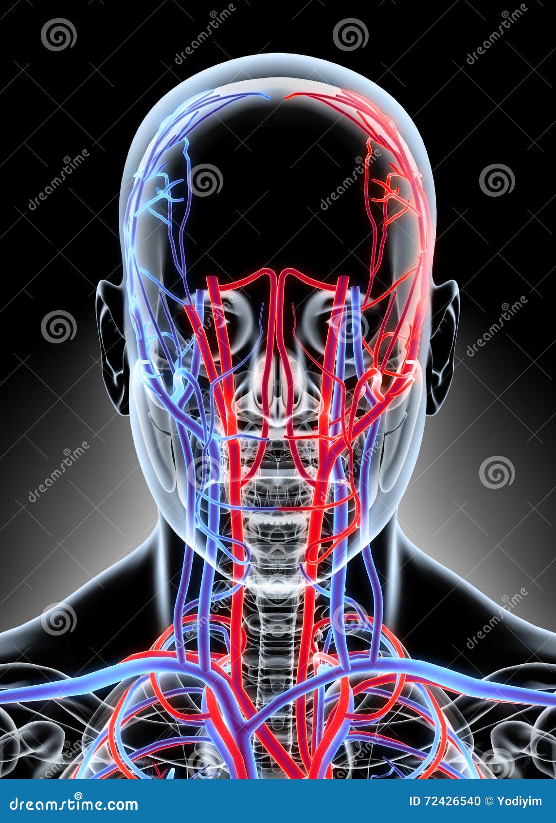3D Illustration of Human Internal System - Circulatory System. Stock ...