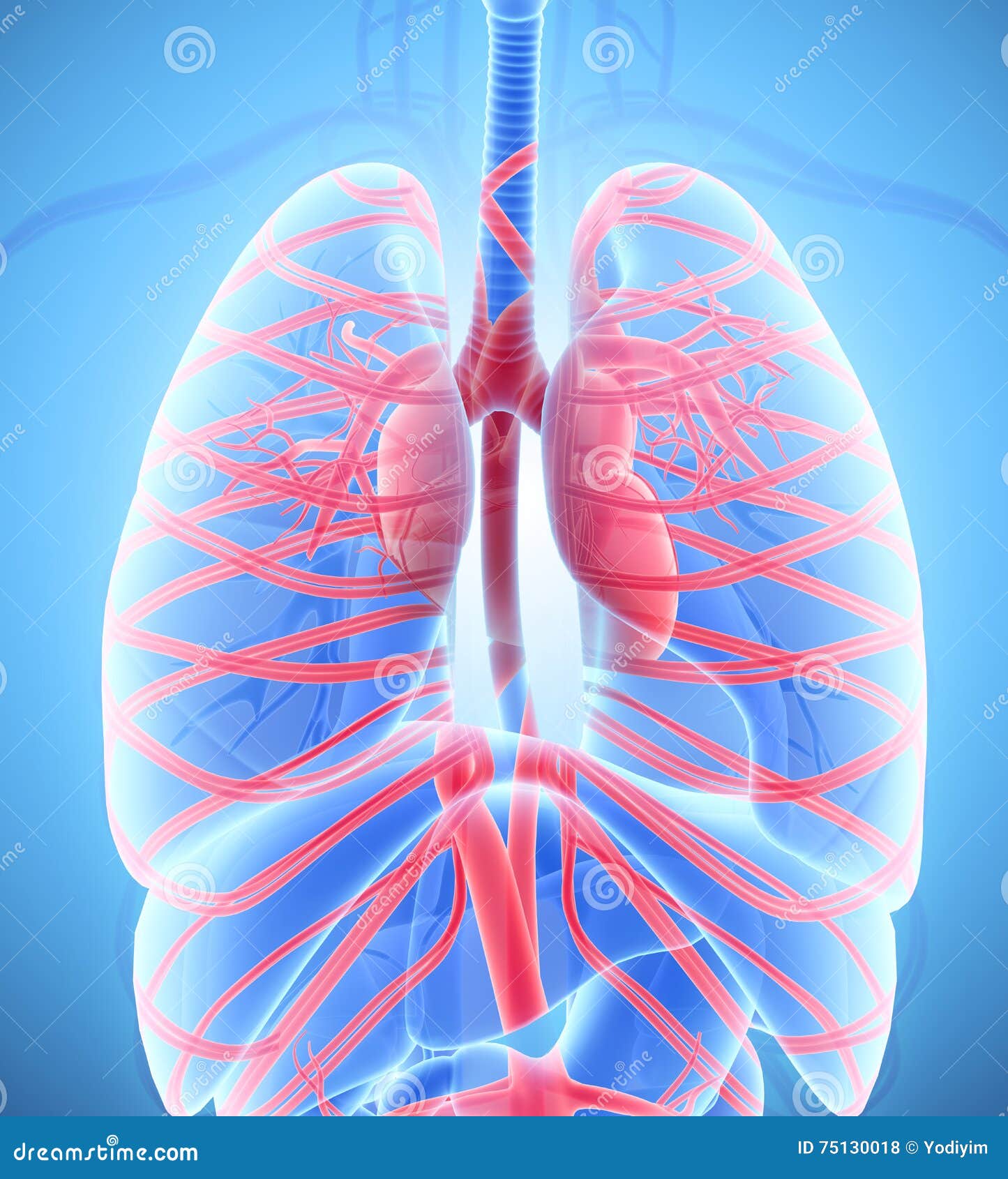 3D Illustration of Human Internal System - Circulatory System. Stock ...