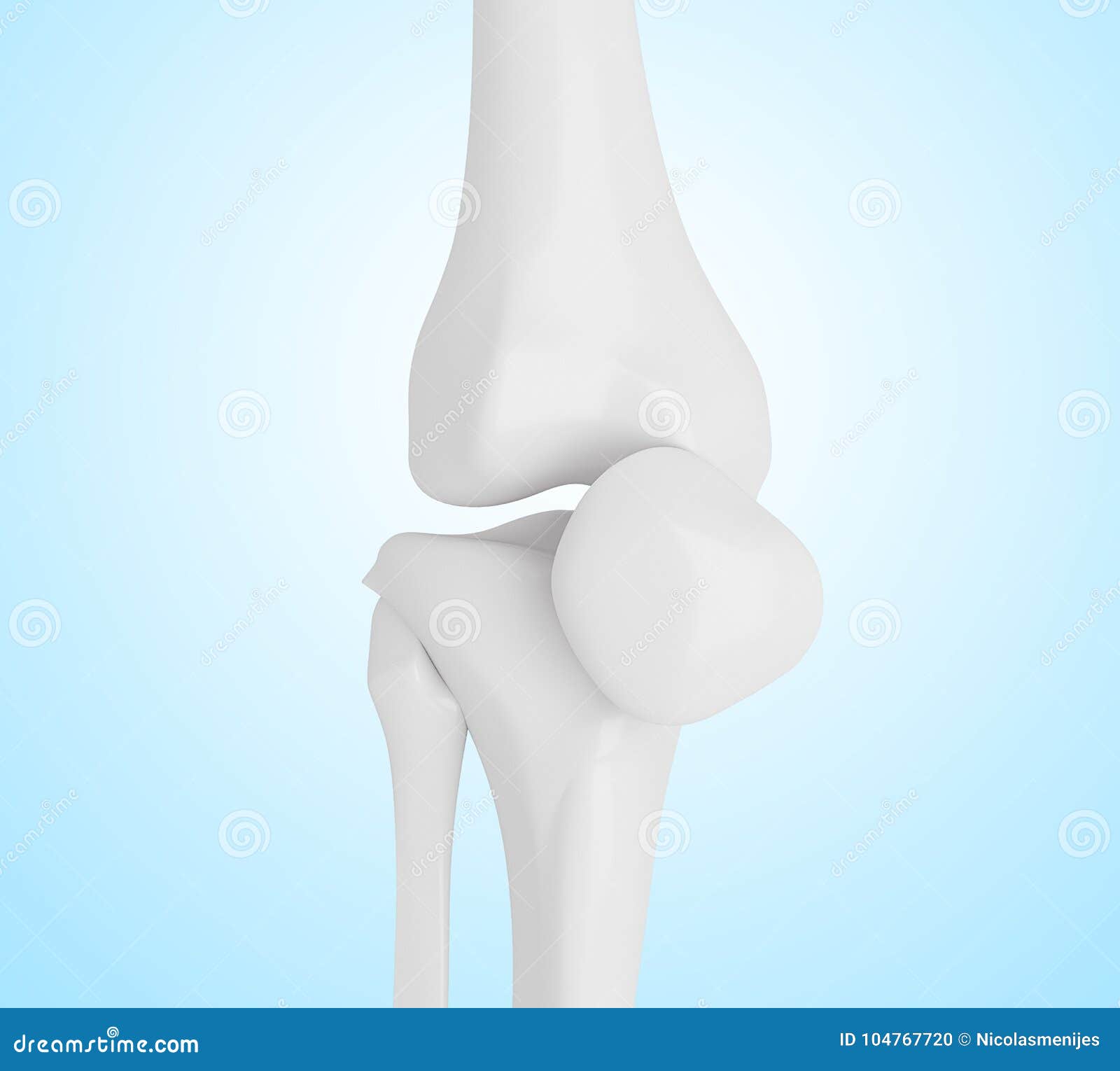3d Illustration of Human Knee Bones Stock Illustration - Illustration ...
