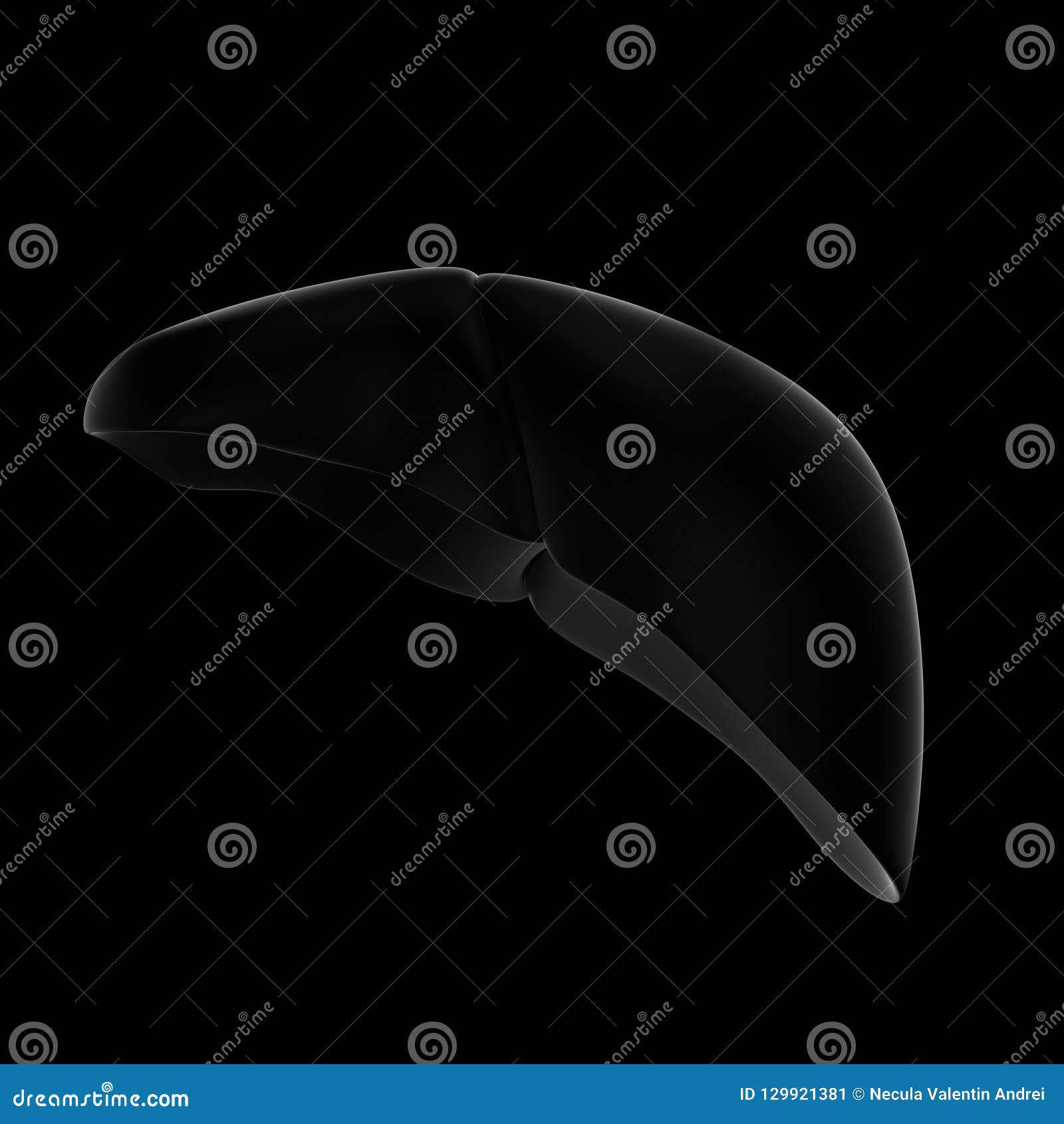 3D Illustration of Human Liver Black Background. Front View Stock ...