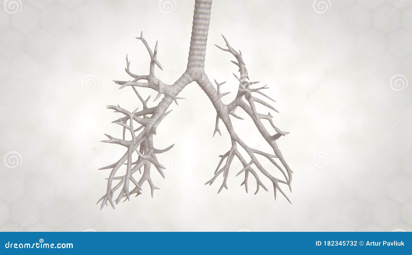 3d Render of Human Lung Structure Stock Illustration - Illustration of ...