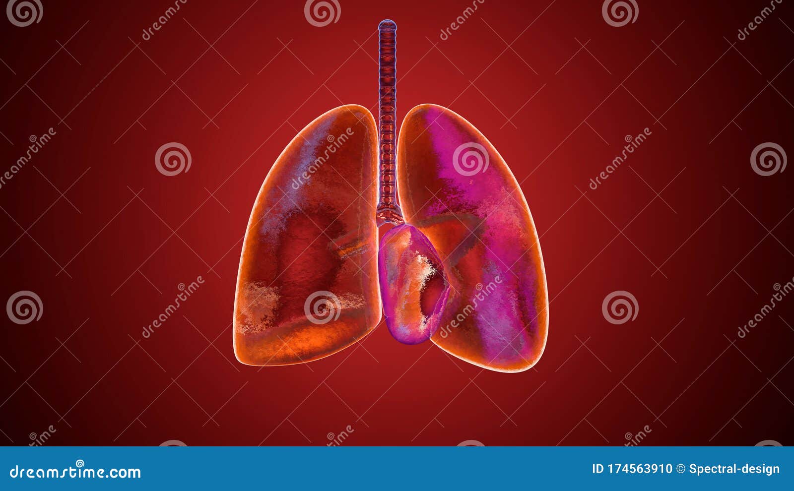 3D Illustration of Human Lungs Stock Illustration - Illustration of ...