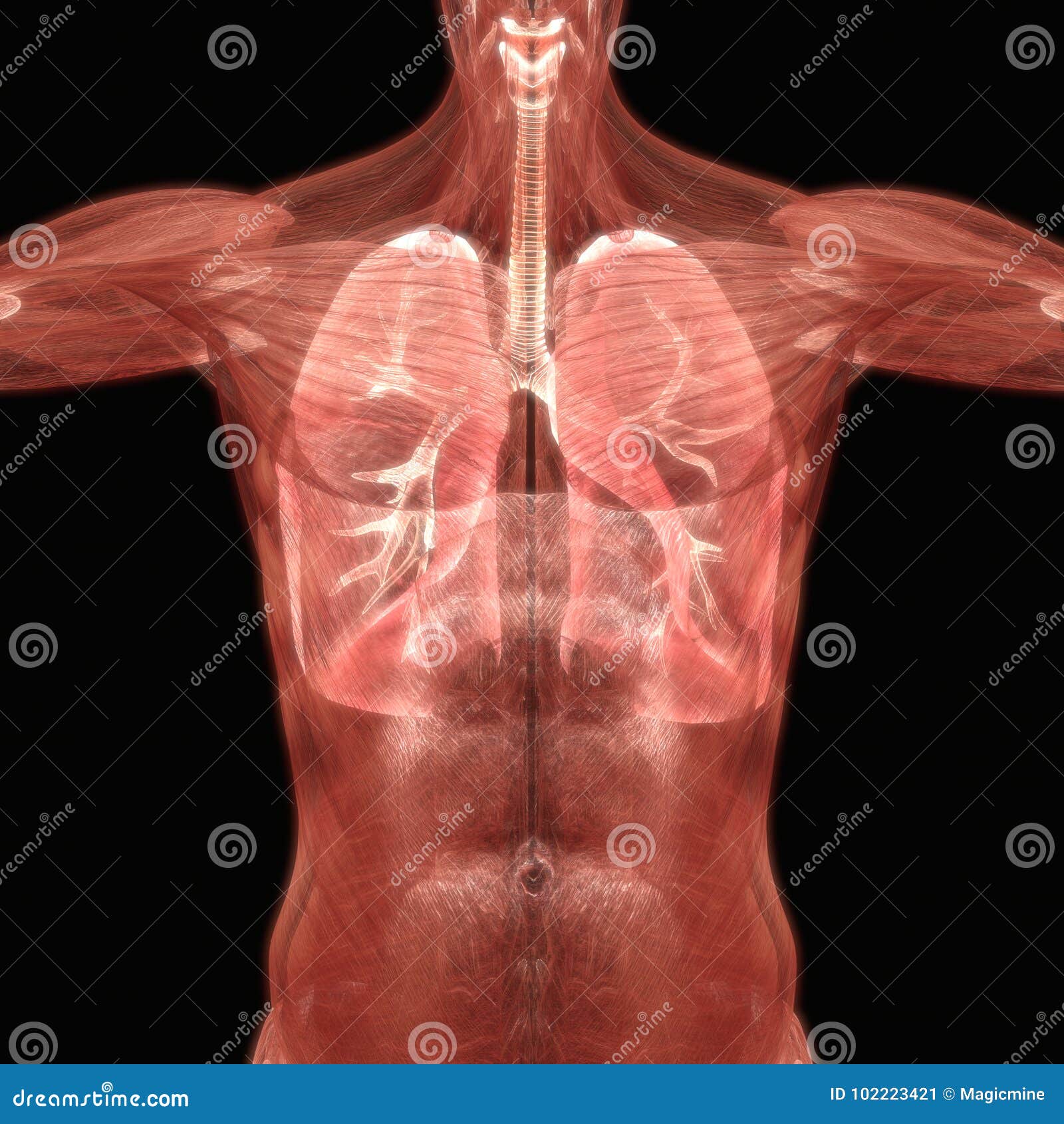 Human Lungs Inside Anatomy stock illustration. Illustration of muscle ...