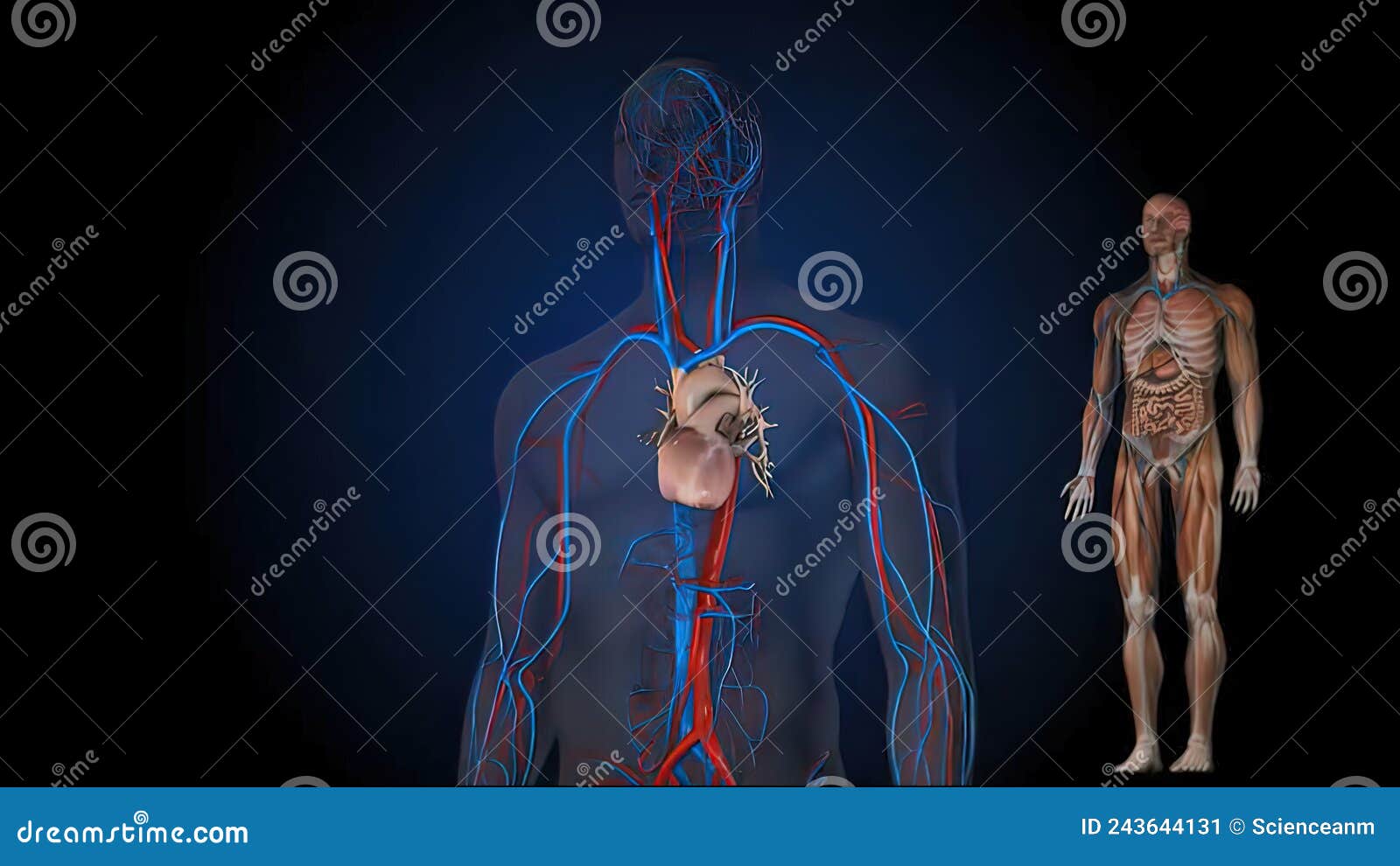 Human Male Blood Circulation System Stock Illustration - Illustration ...