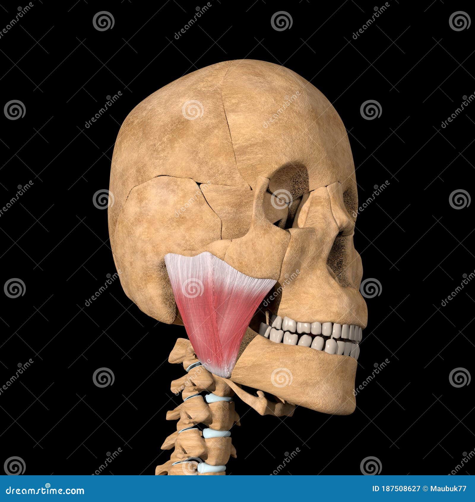 Human Masseter Muscles on Skeleton Stock Illustration - Illustration of ...