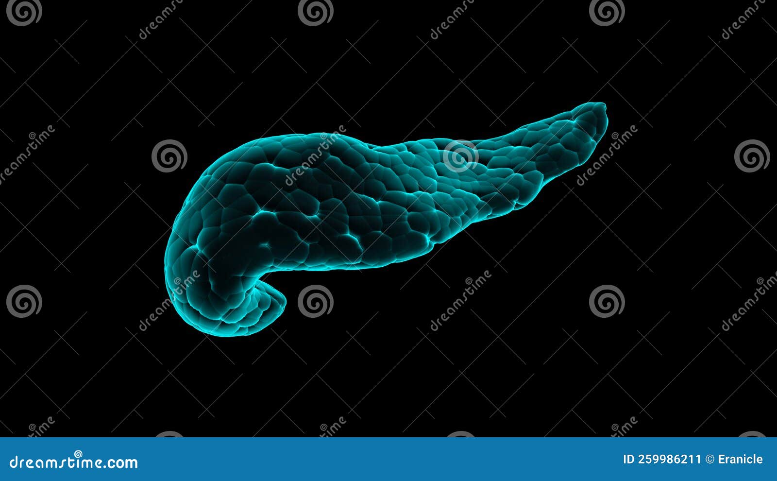 3d Illustration of Human Pancreas X-ray Stock Image - Image of ...