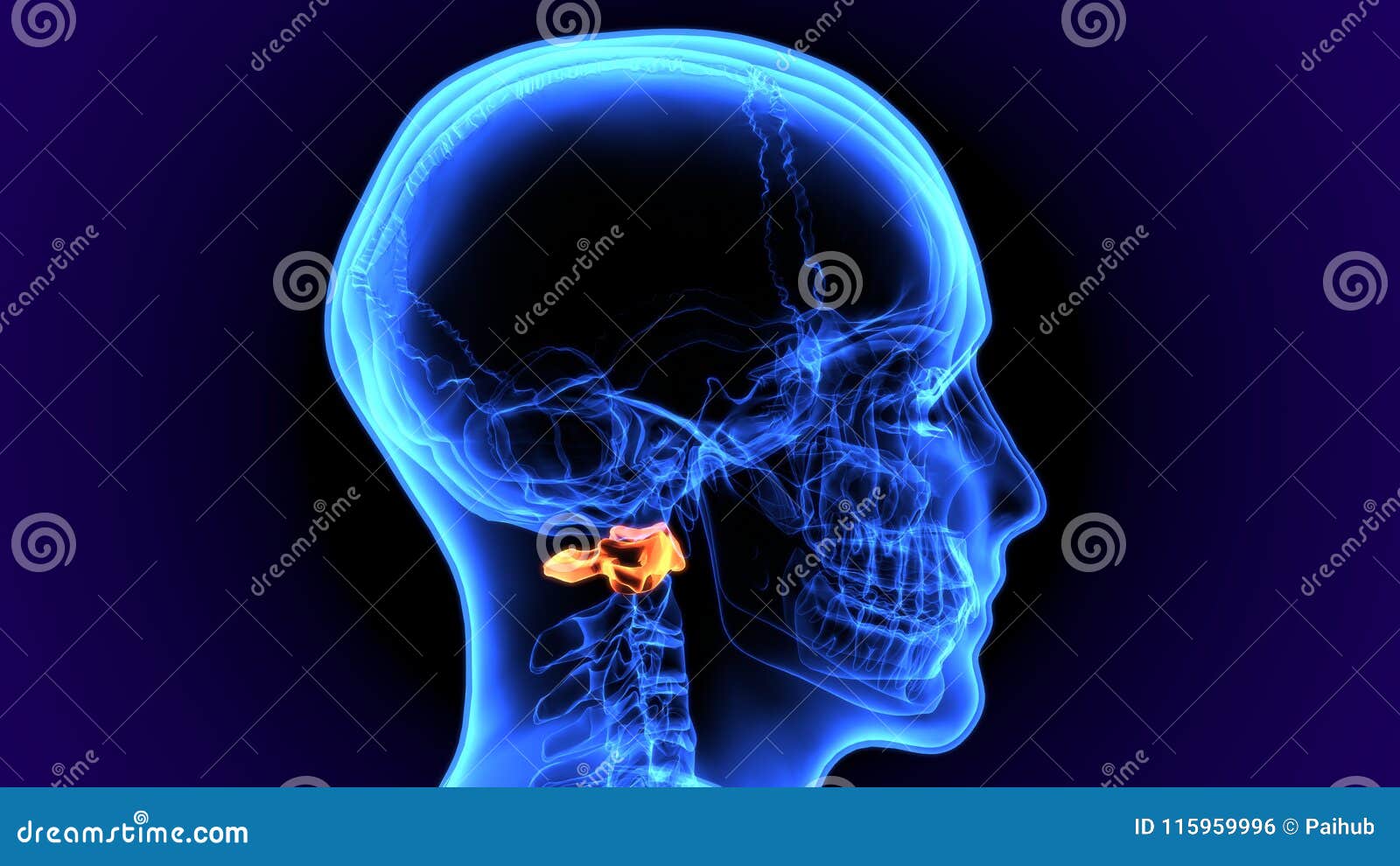 3d Illustration of Human Skeleton Anatomy Stock Illustration ...