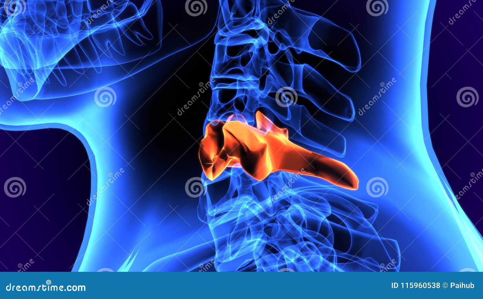 3d Illustration of Human Skeleton Anatomy Stock Illustration ...